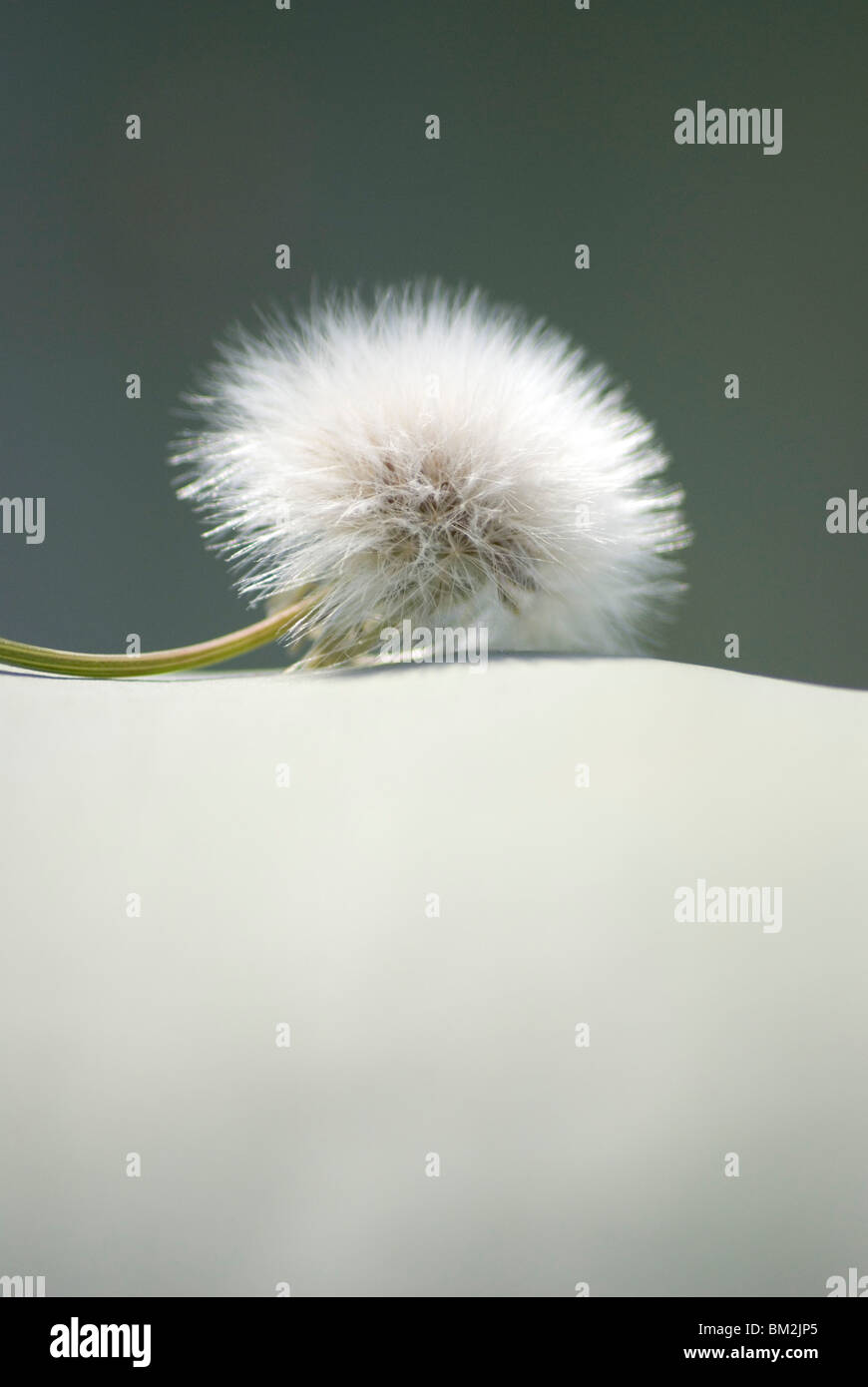Dandelion Fluffy seed ball Stock Photo - Alamy
