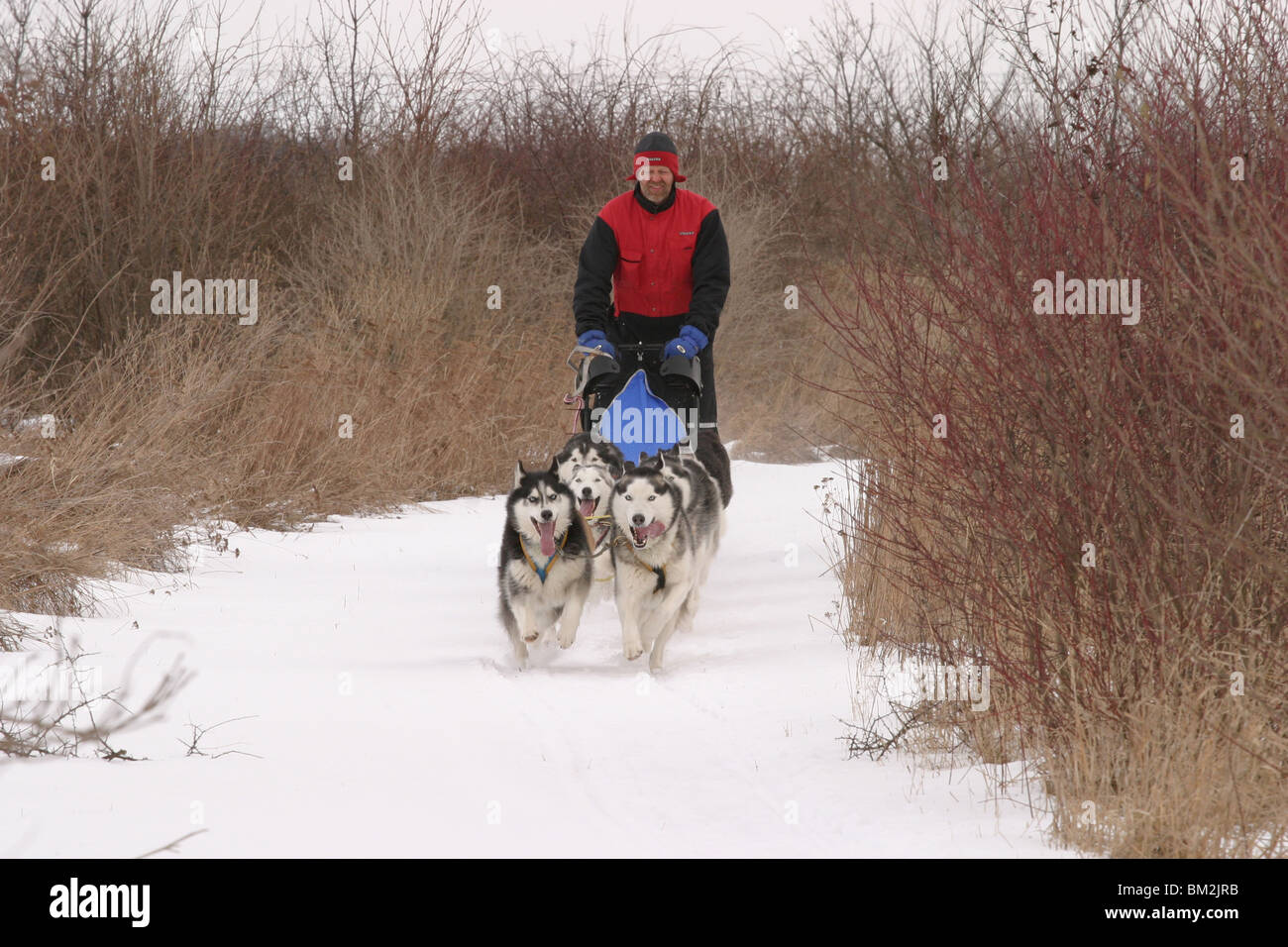 Artic training hi-res stock photography and images - Alamy