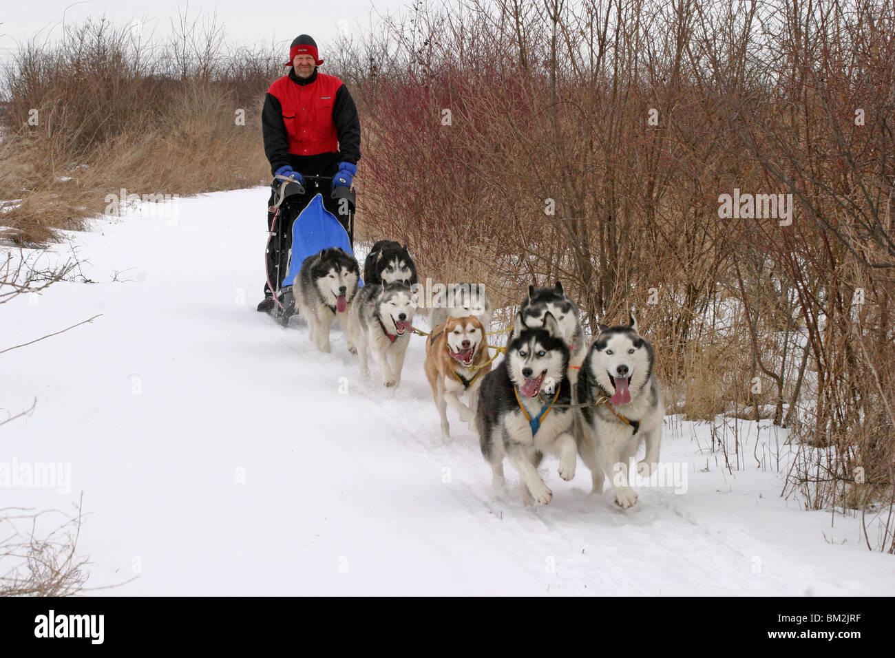 Musher beim Training Stock Photo - Alamy
