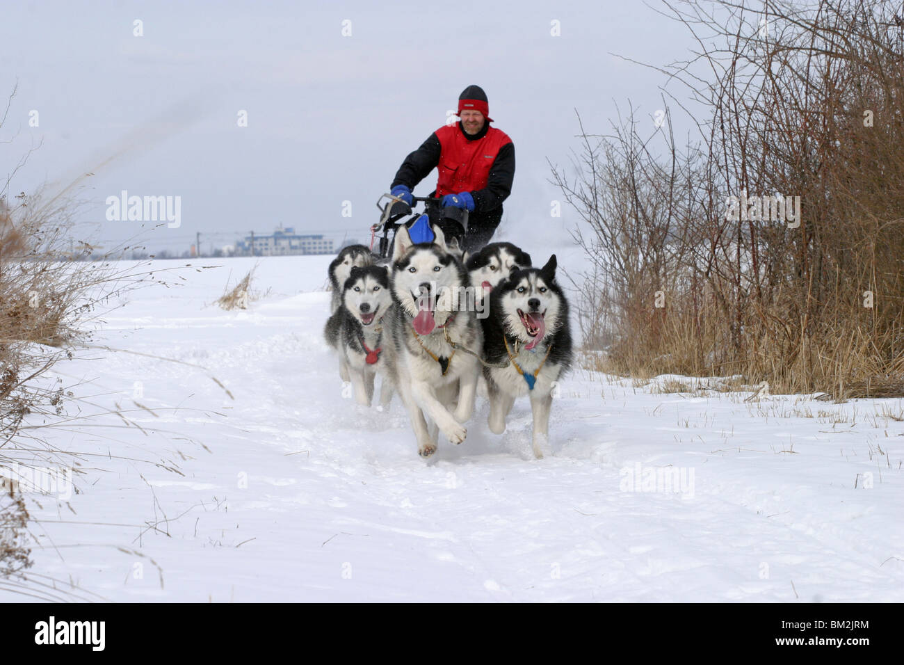 Hunde training hi-res stock photography and images - Alamy