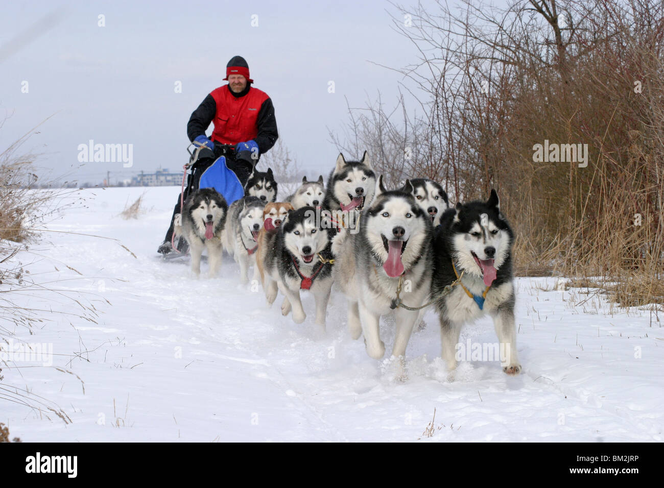 Musher beim Training Stock Photo - Alamy