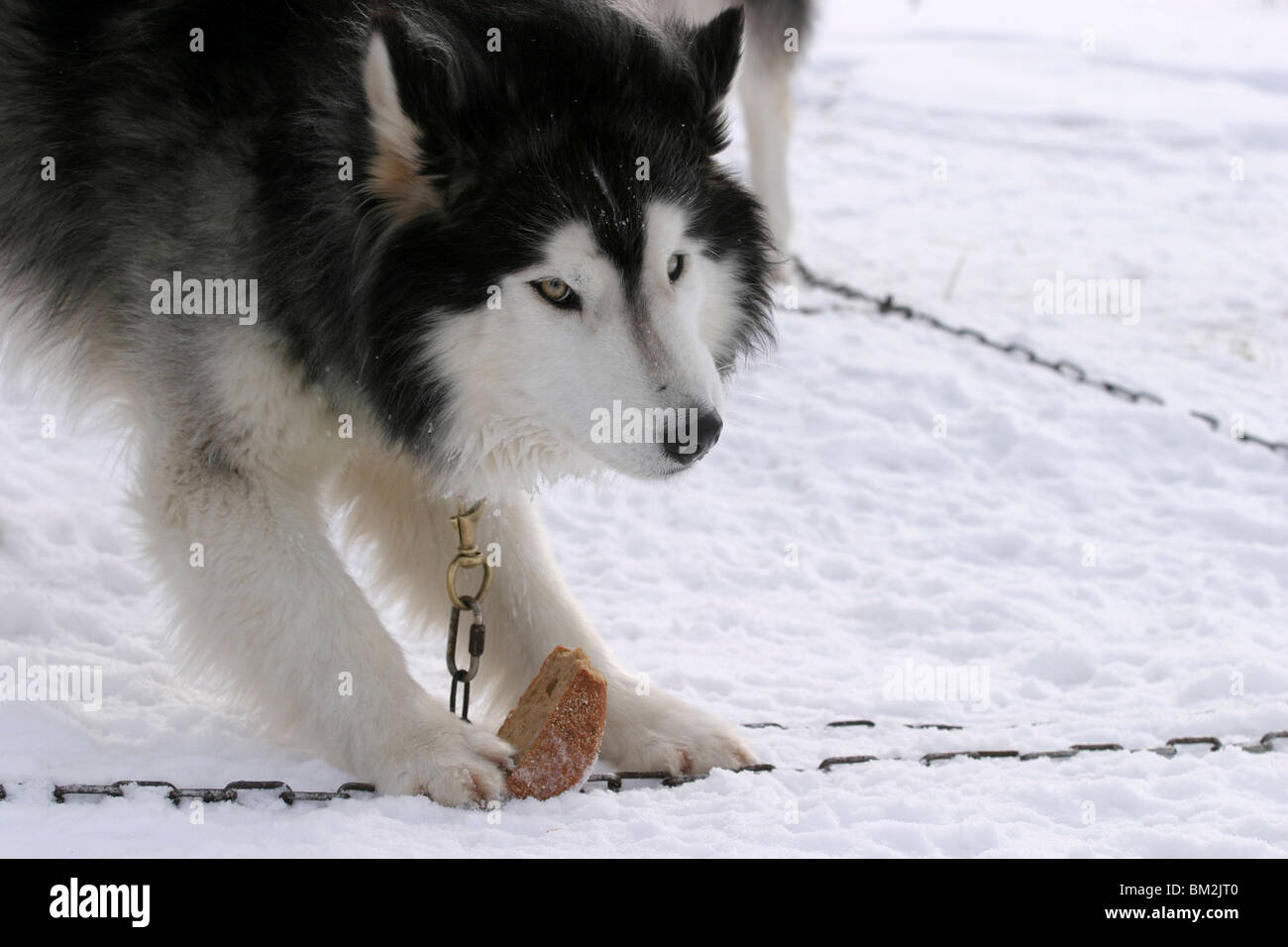 fressender Husky / eating Sibirien Husky Stock Photo - Alamy
