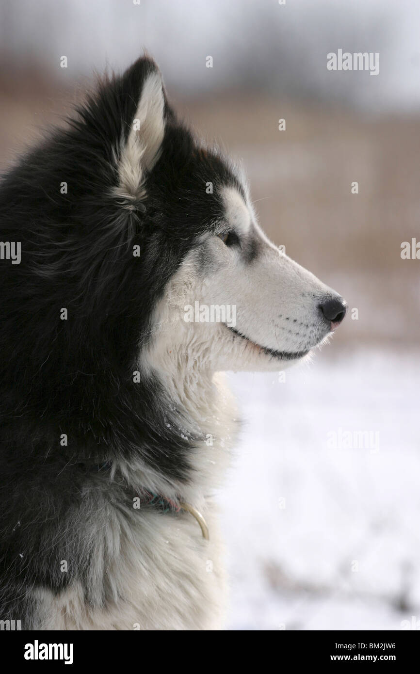 Sibirien Husky Portrait Stock Photo - Alamy