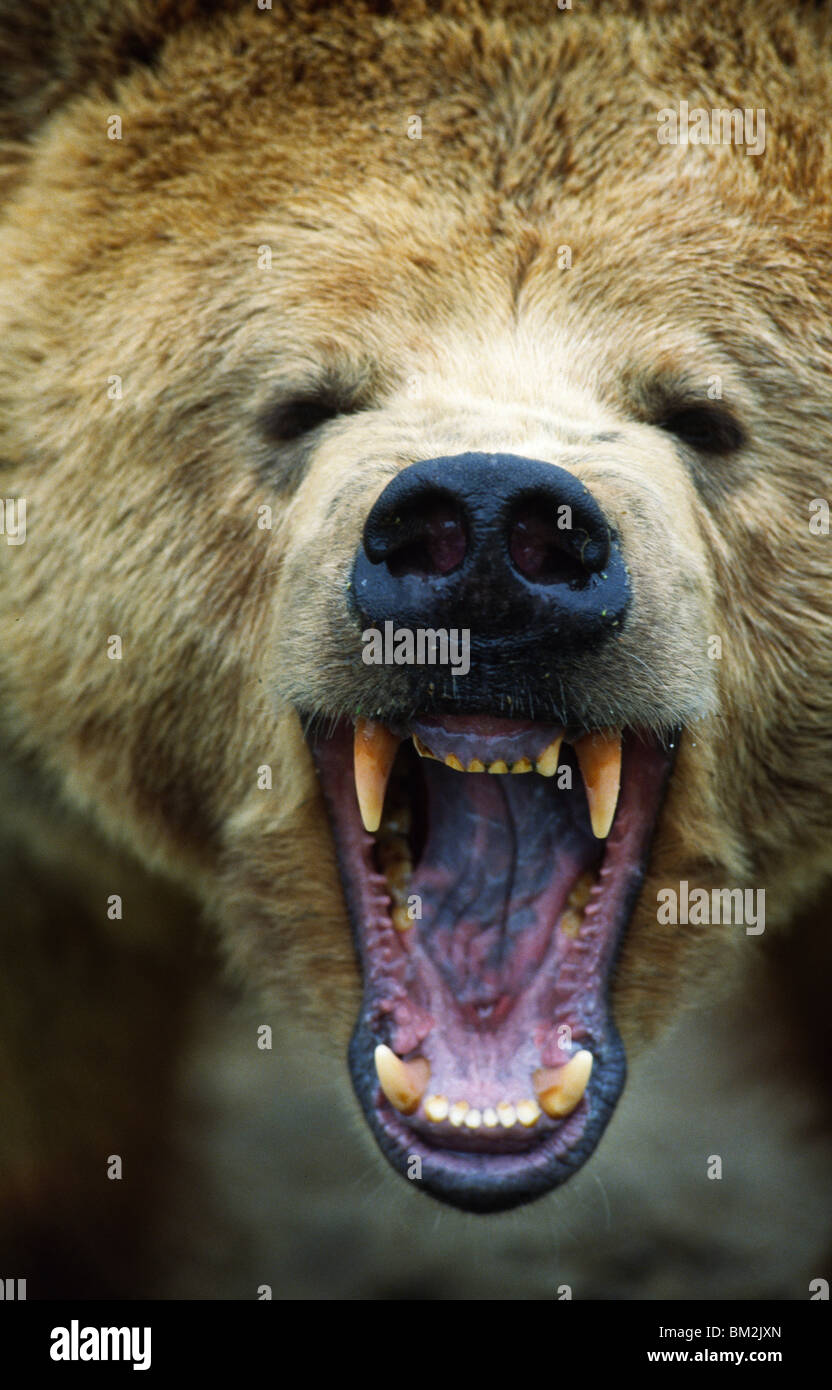 Roaring Wild Bear High Resolution Stock Photography and Images - Alamy