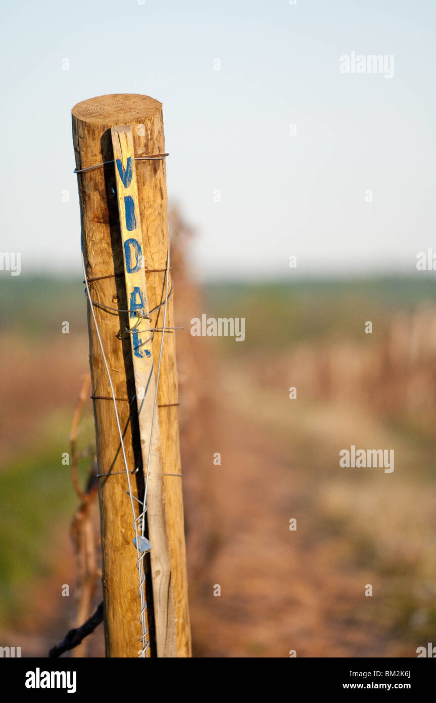 Gamay hi-res stock photography and images - Alamy