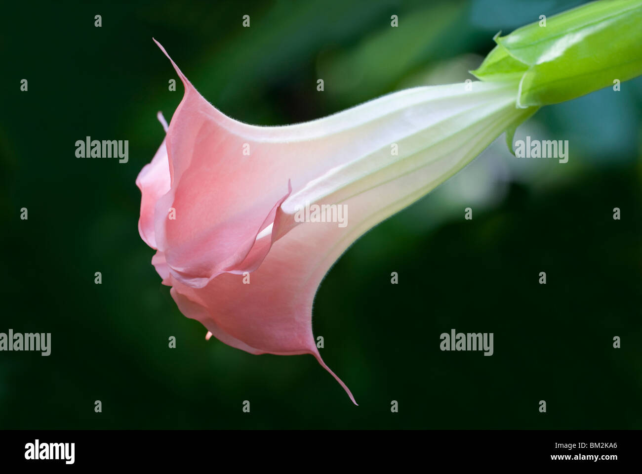Trumpet flower hi-res stock photography and images - Alamy