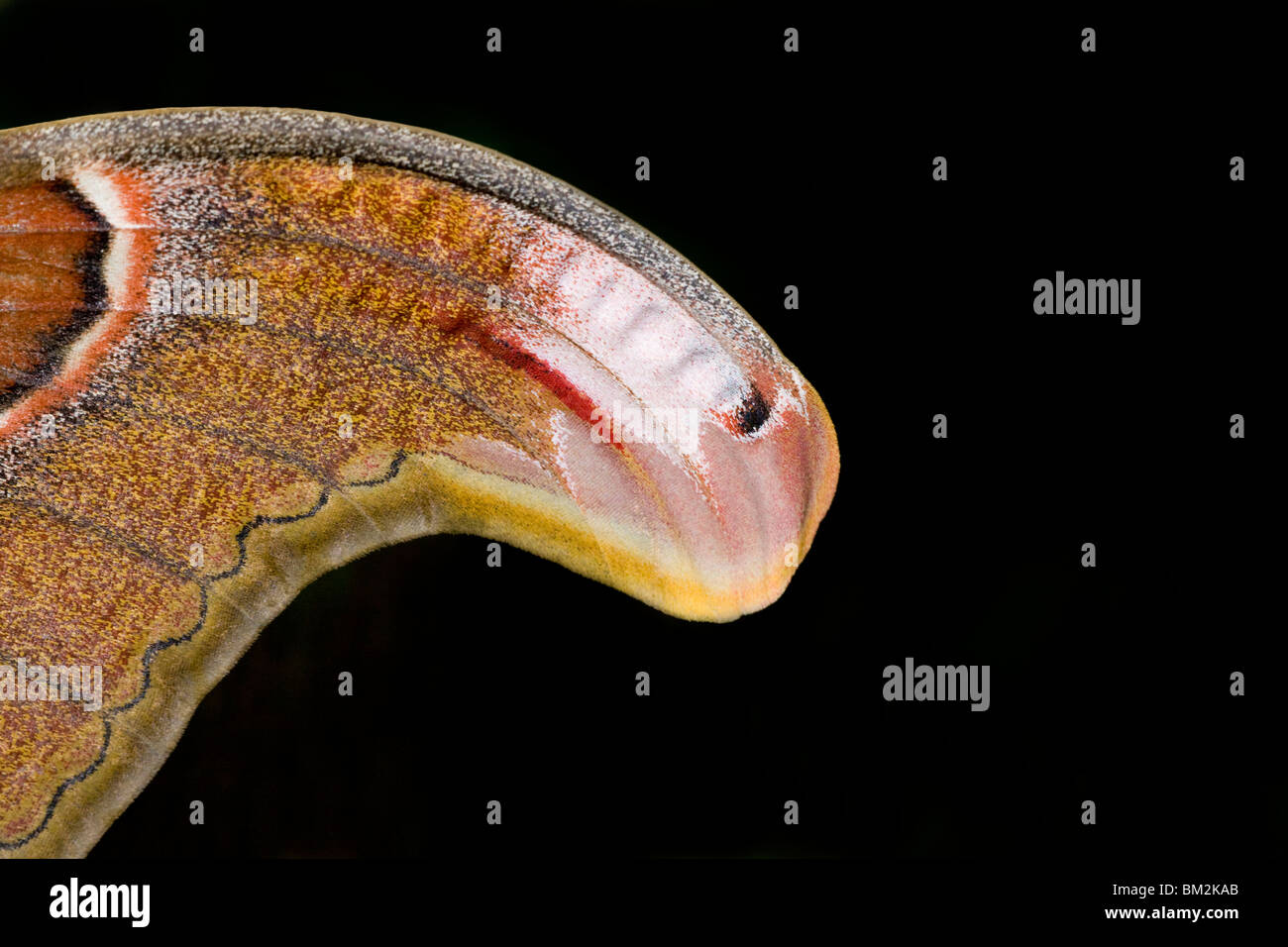 Close-up of wing of Atlas moth (Attacus atlas Stock Photo - Alamy