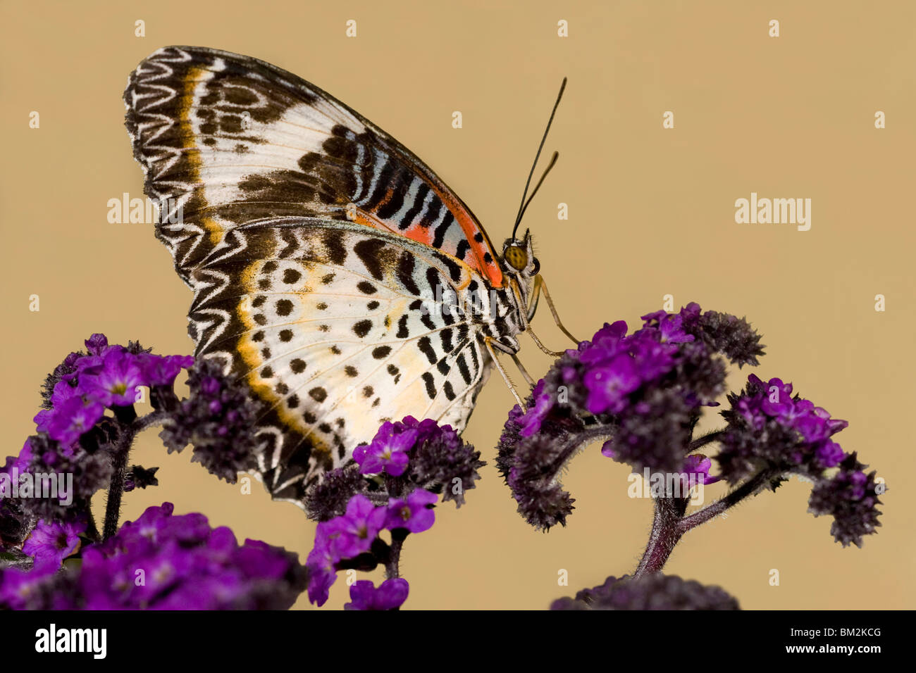 Leopard Lacewing butterfly (Cethosia cyane) pollinating a flower Stock ...