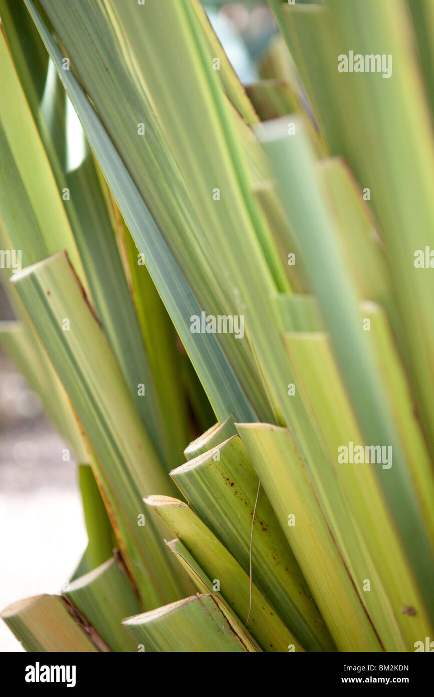 Phormium new zealand flax cut hi-res stock photography and images - Alamy