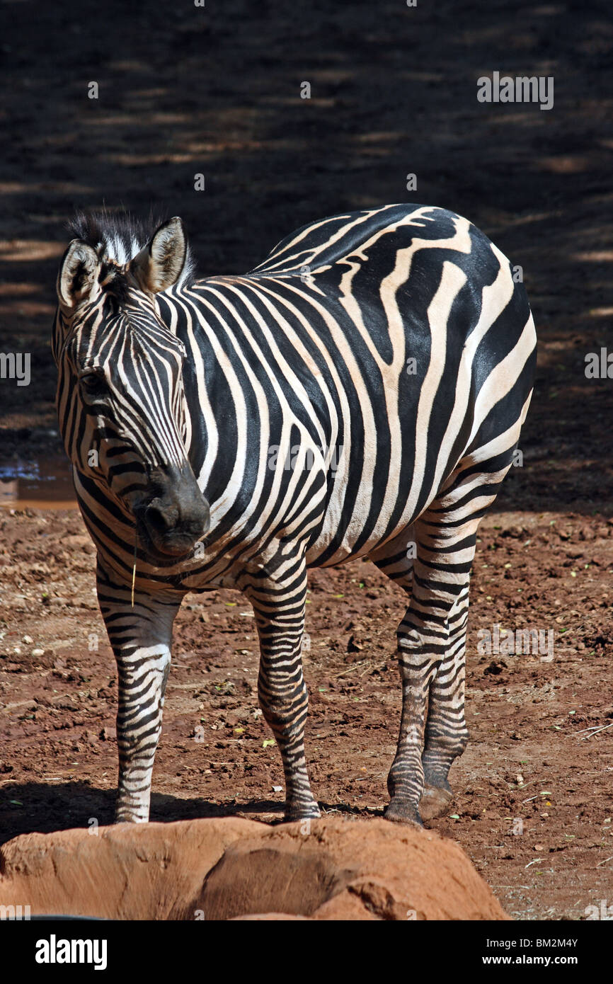 Zebras appearance hi-res stock photography and images - Alamy