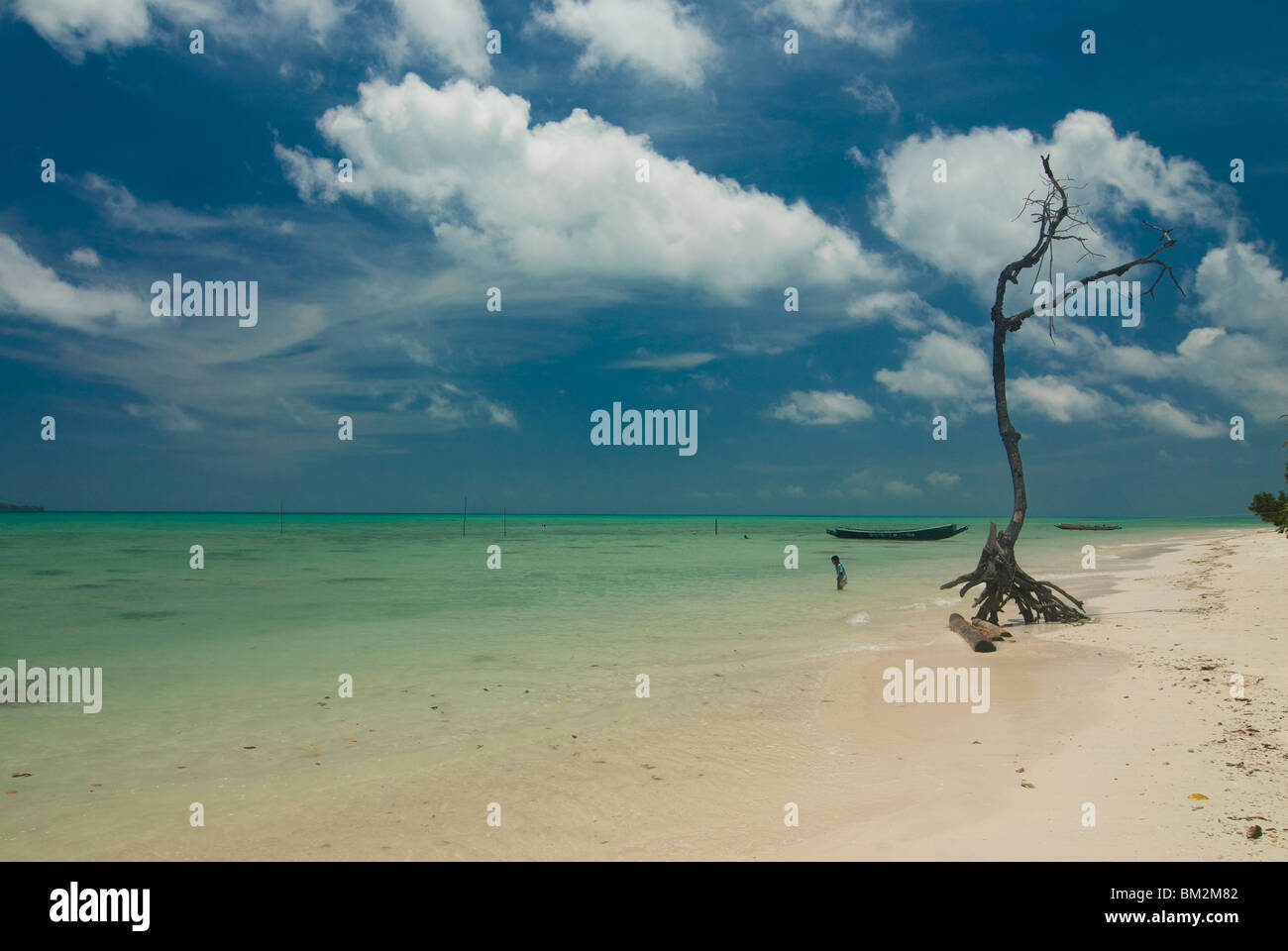 Leafless tree on a beautiful deserted beach, Havelock Island, Andaman ...