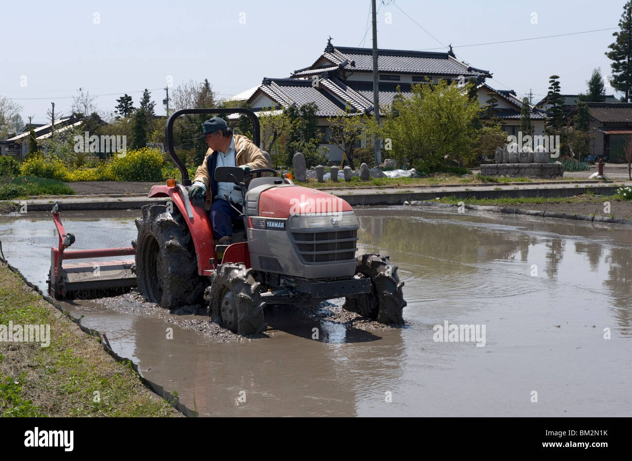 Rice farmer ploughing his paddy in spring prior to the planting season ...