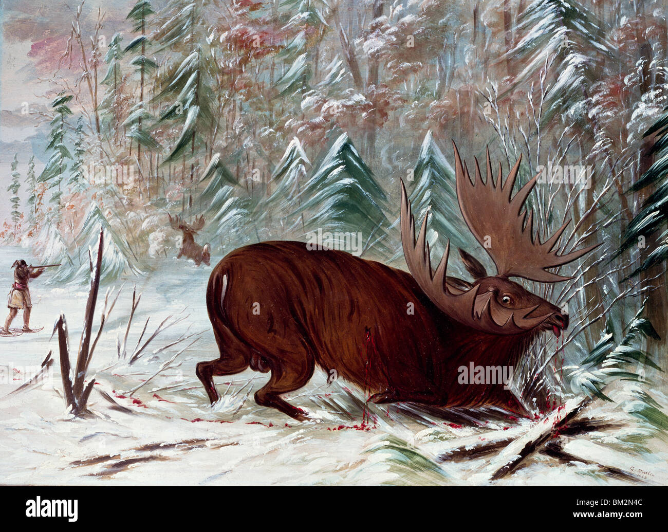 Wounded moose hi-res stock photography and images - Alamy