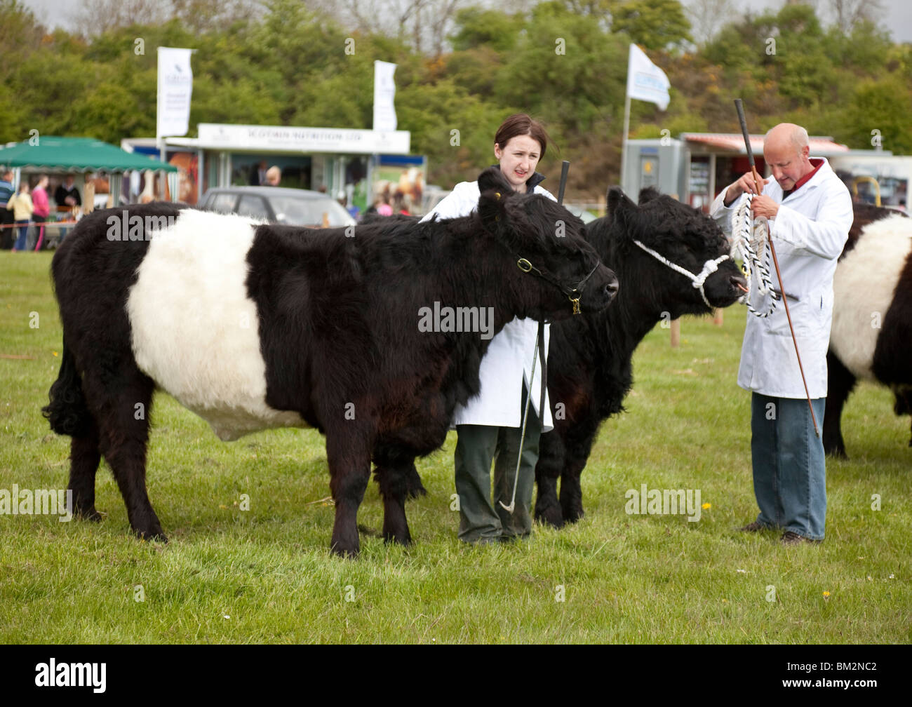 Galloway Show Cattle