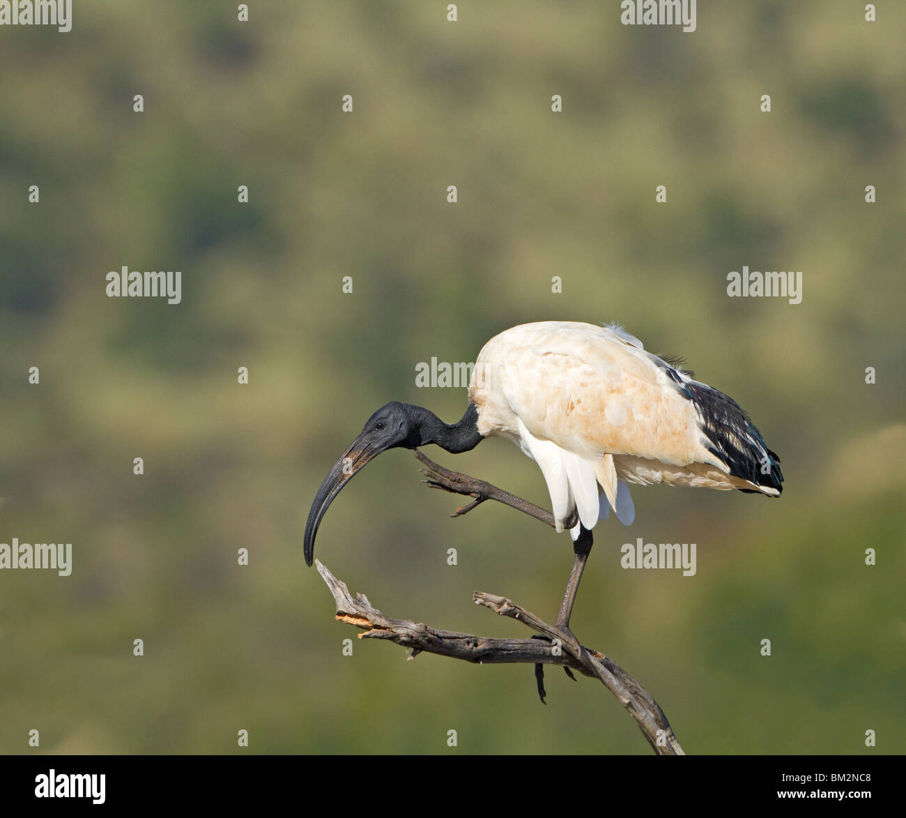 sacred ibis scratching Stock Photo - Alamy