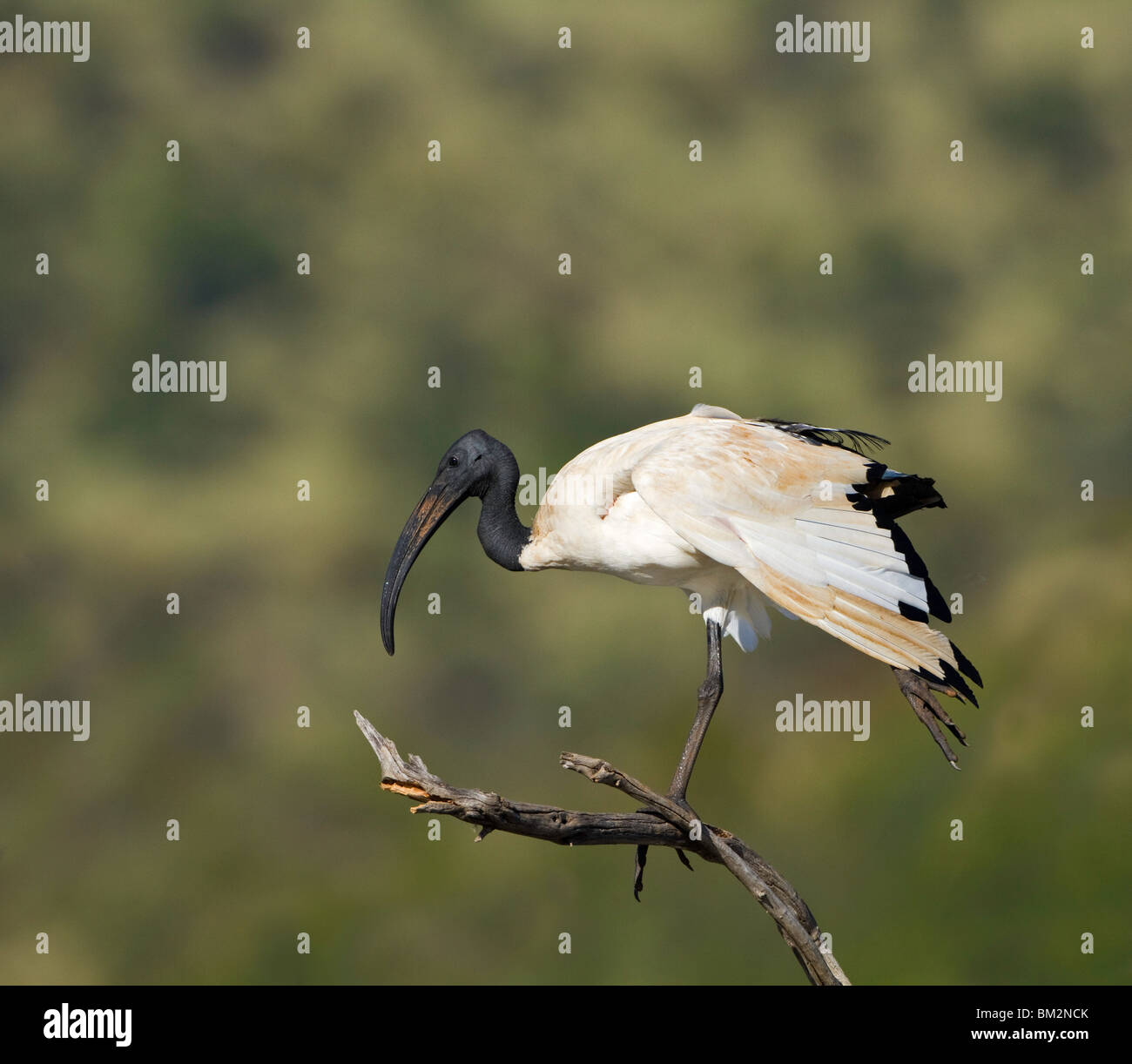 sacred ibis stretching Stock Photo - Alamy