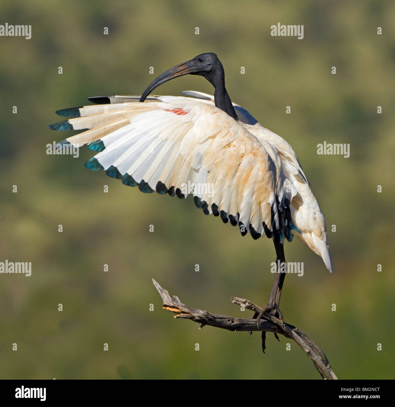 sacred ibis wings stretching Stock Photo - Alamy