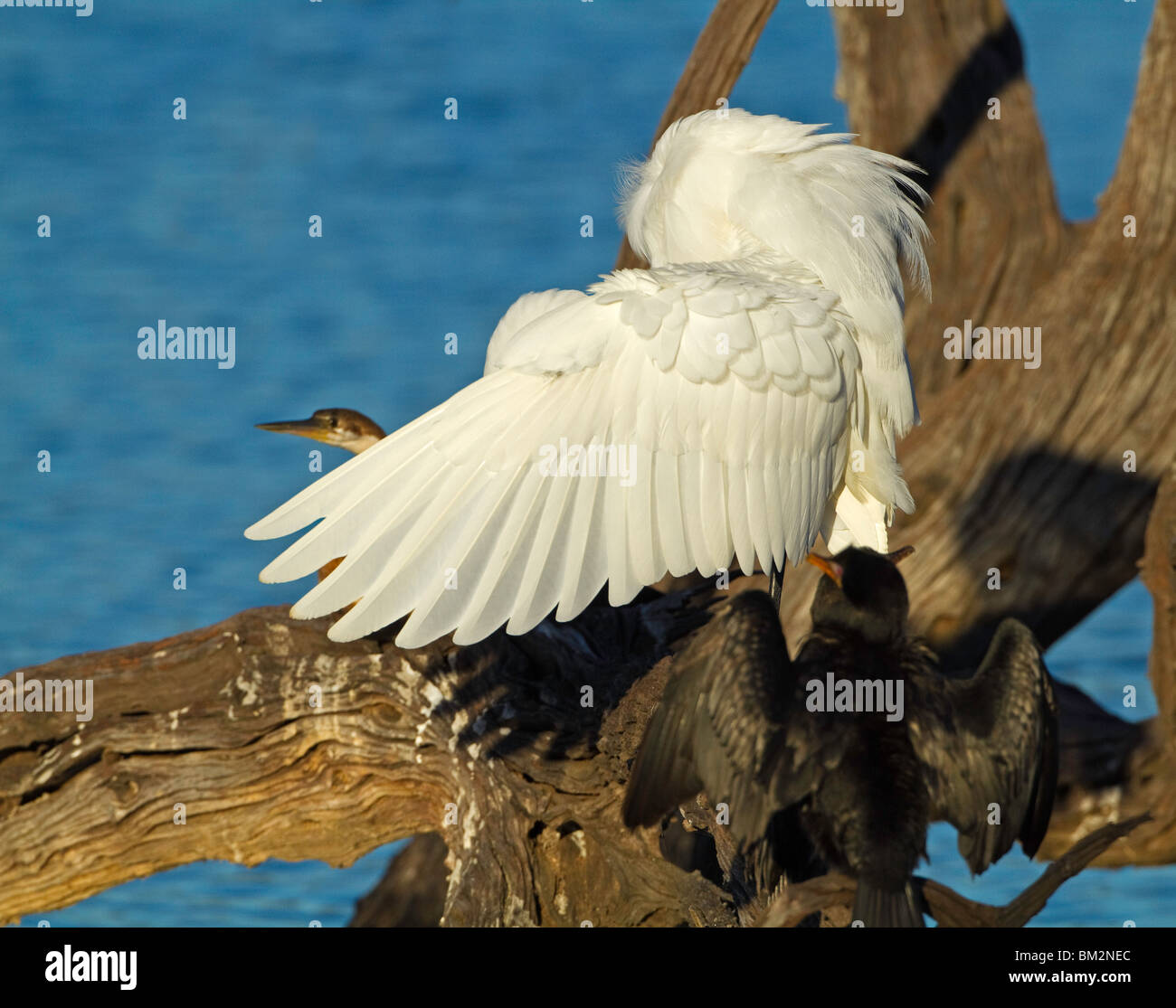 Waterbirds hi-res stock photography and images - Alamy