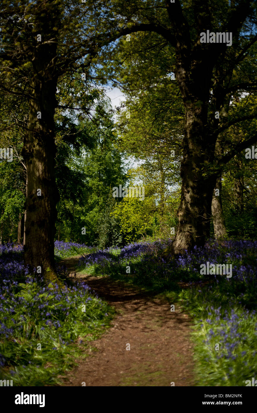 bluebells lit by sunlight in woodland Stock Photo - Alamy
