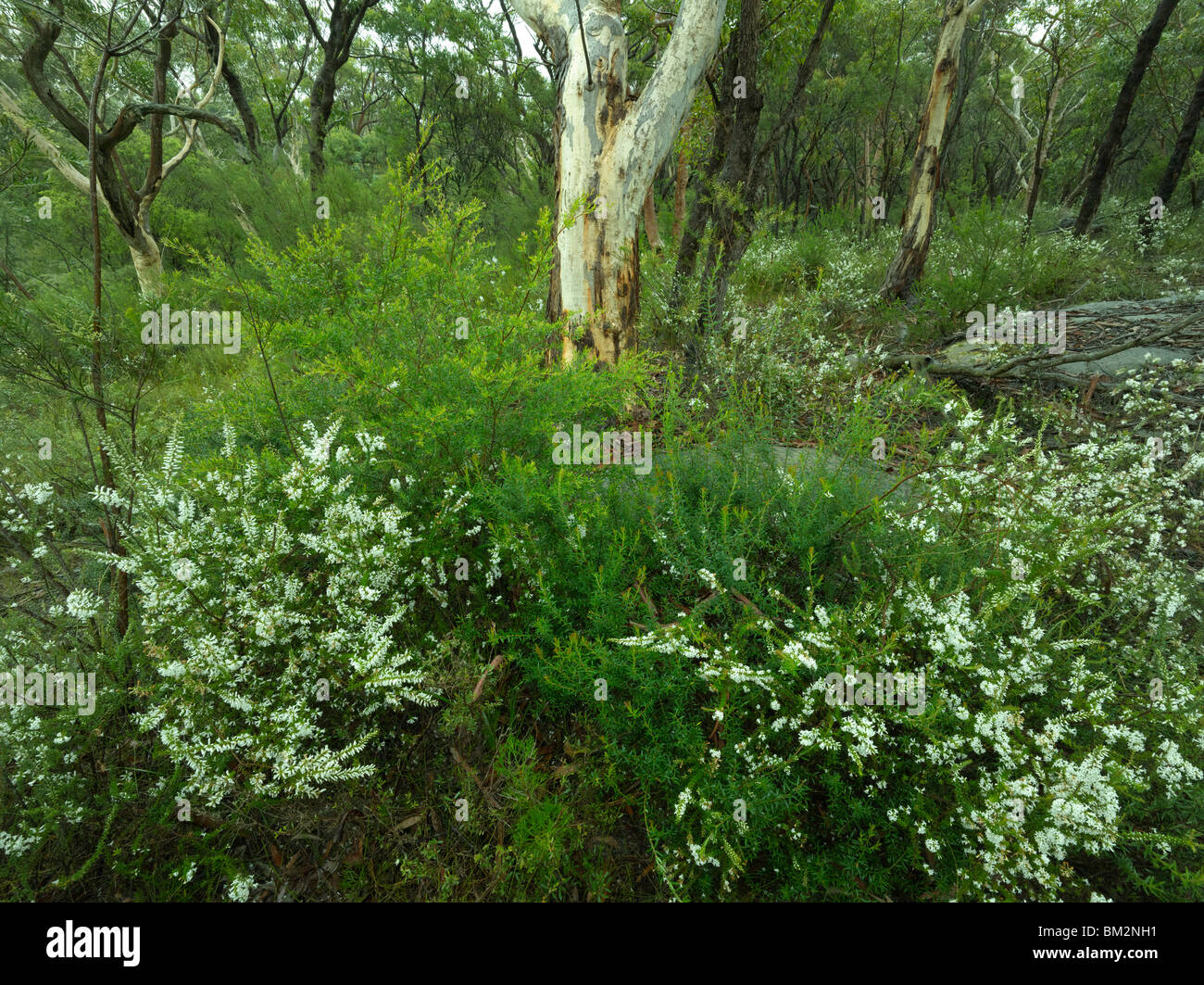 State flower of south australia hi-res stock photography and images - Alamy