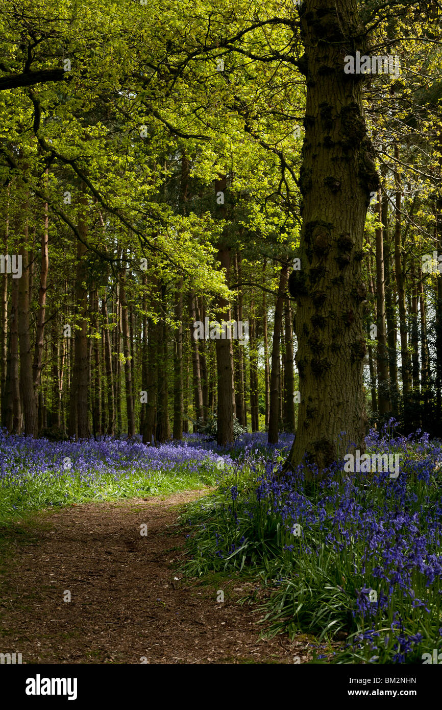 bluebells lit by sunlight in woodland Stock Photo - Alamy