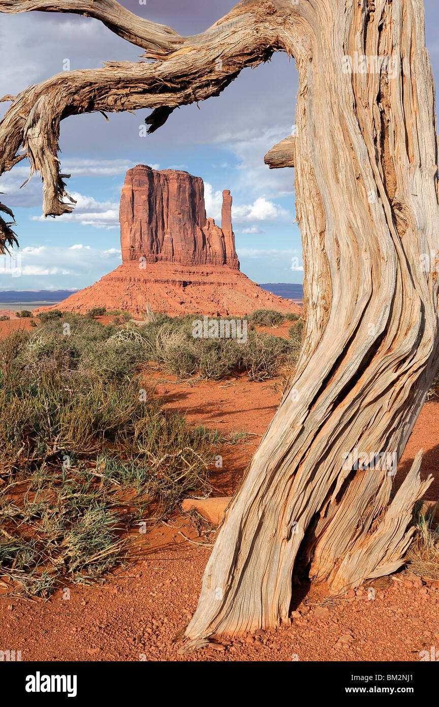Juniper log hi-res stock photography and images - Alamy