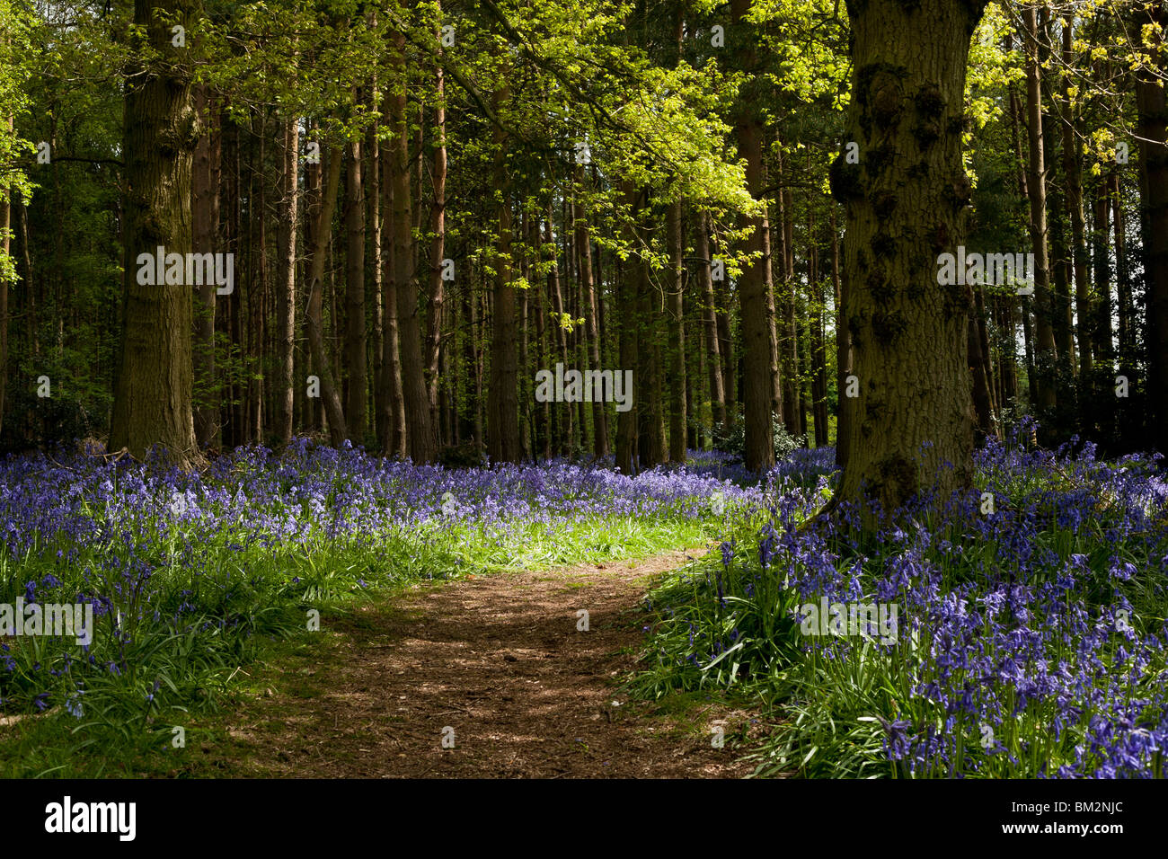 bluebells lit by sunlight in woodland Stock Photo - Alamy