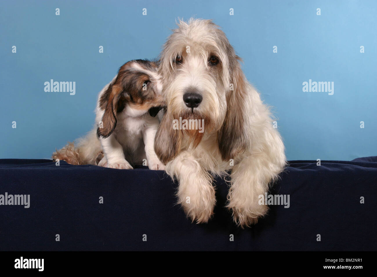 Hundemutter mit Welpen / mother with puppies Stock Photo - Alamy