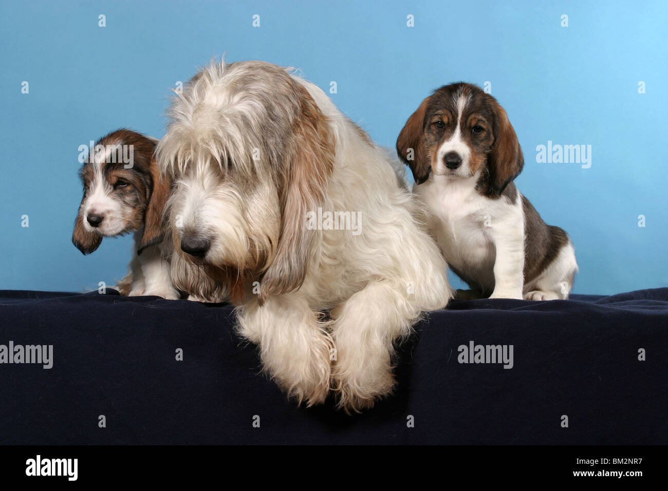 Hundemutter mit Welpen / mother with puppies Stock Photo - Alamy