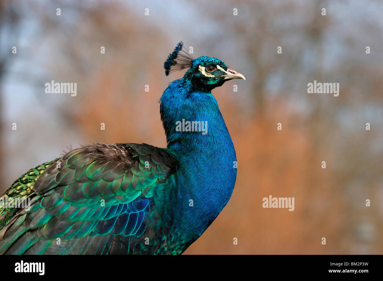Pfaue hi-res stock photography and images - Alamy