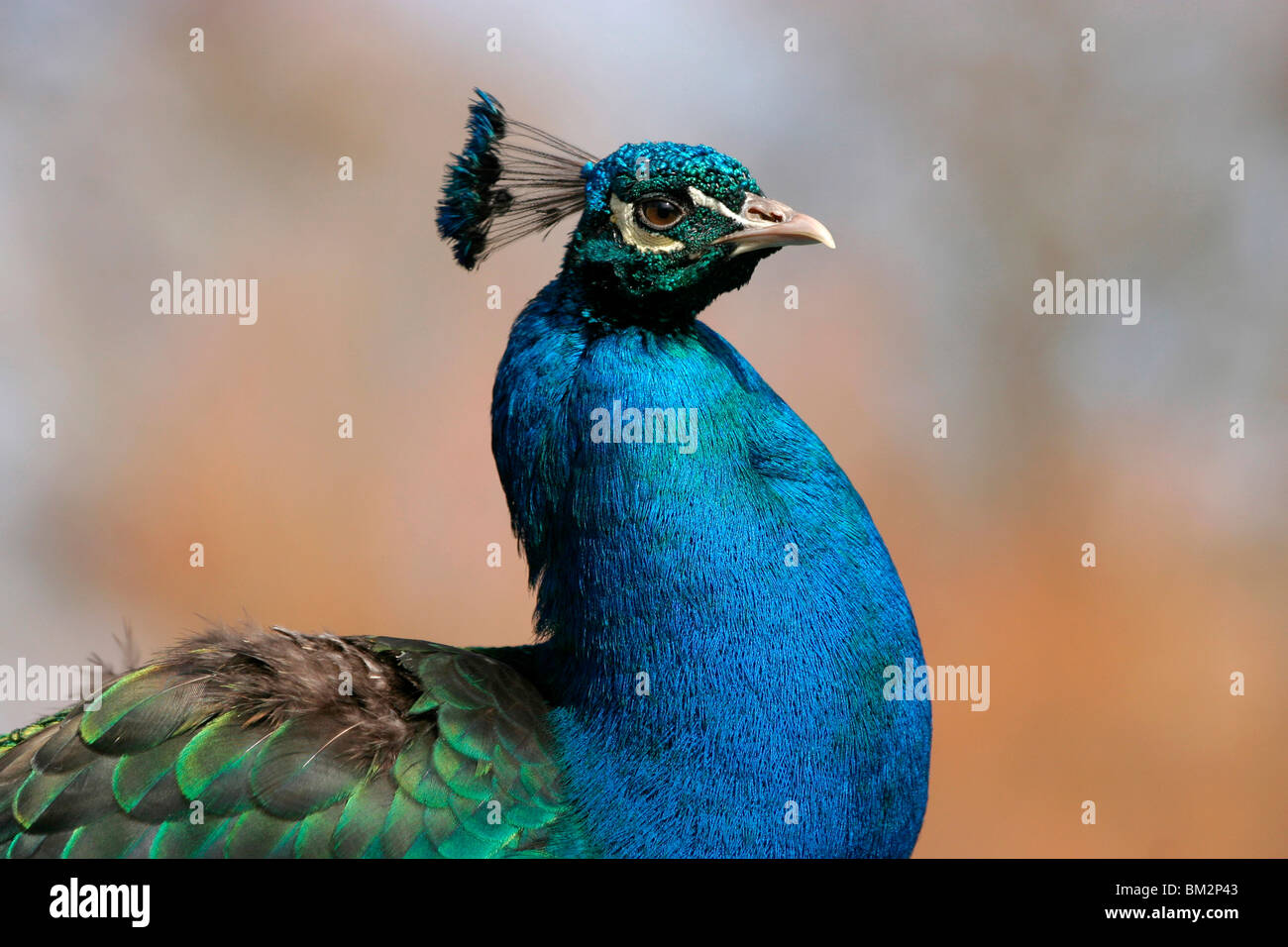 Blauer peafowl hi-res stock photography and images - Alamy