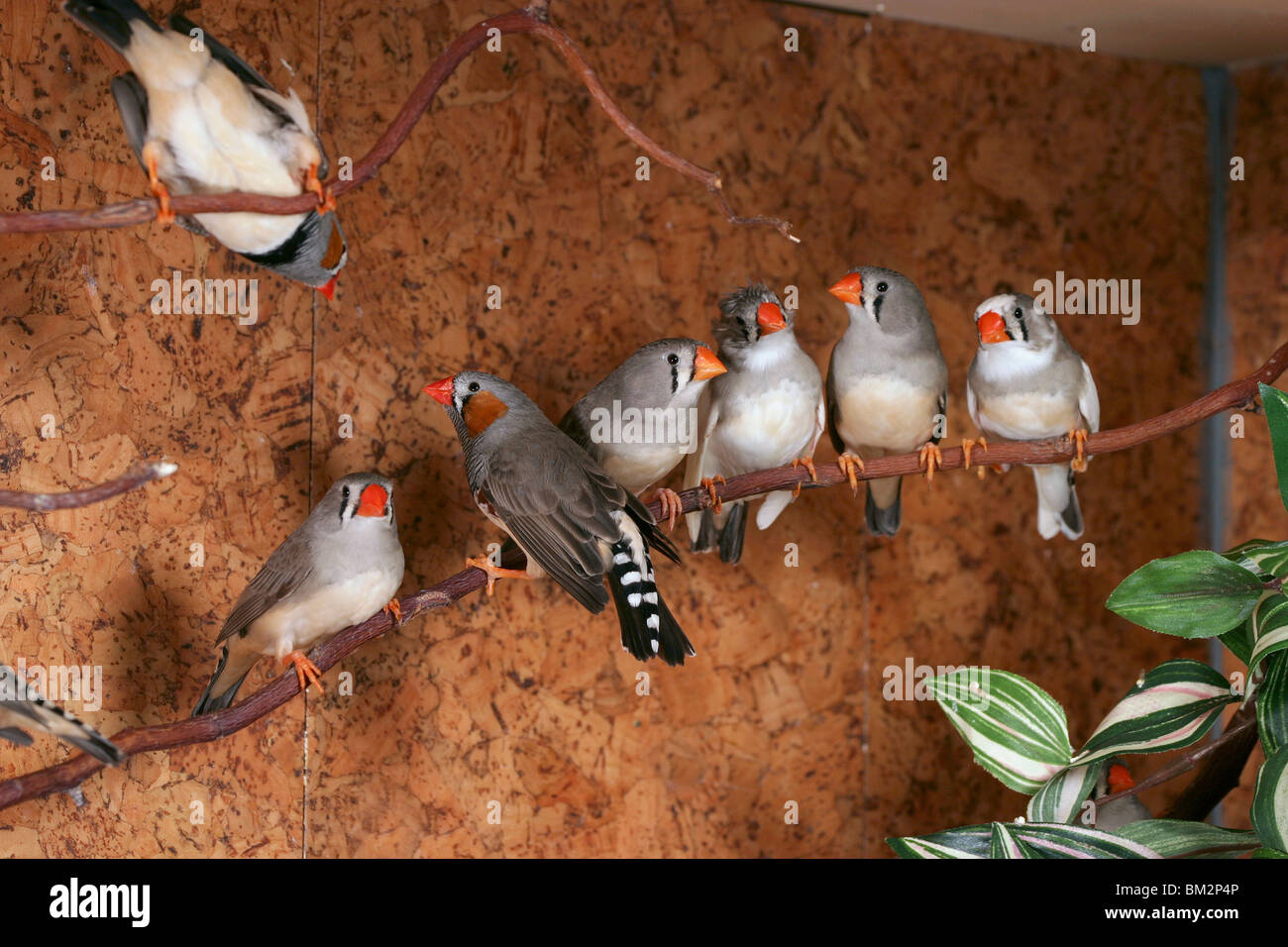 Vogelschar hi-res stock photography and images - Alamy