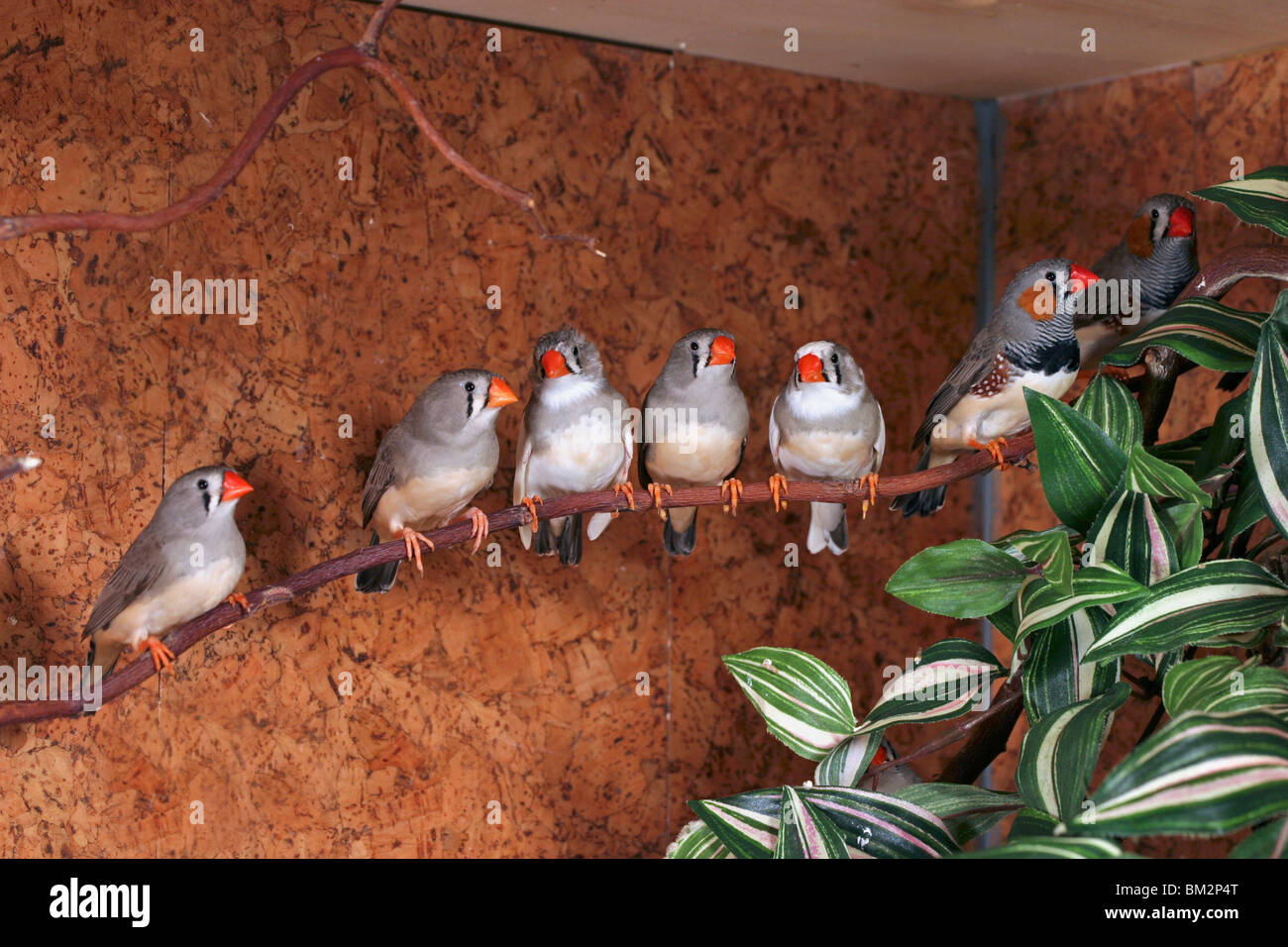Zebrafinken / Zebra Finch Stock Photo - Alamy