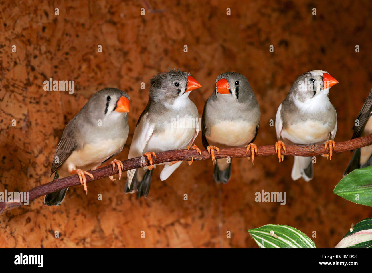 Zebra finches singing hi-res stock photography and images - Alamy
