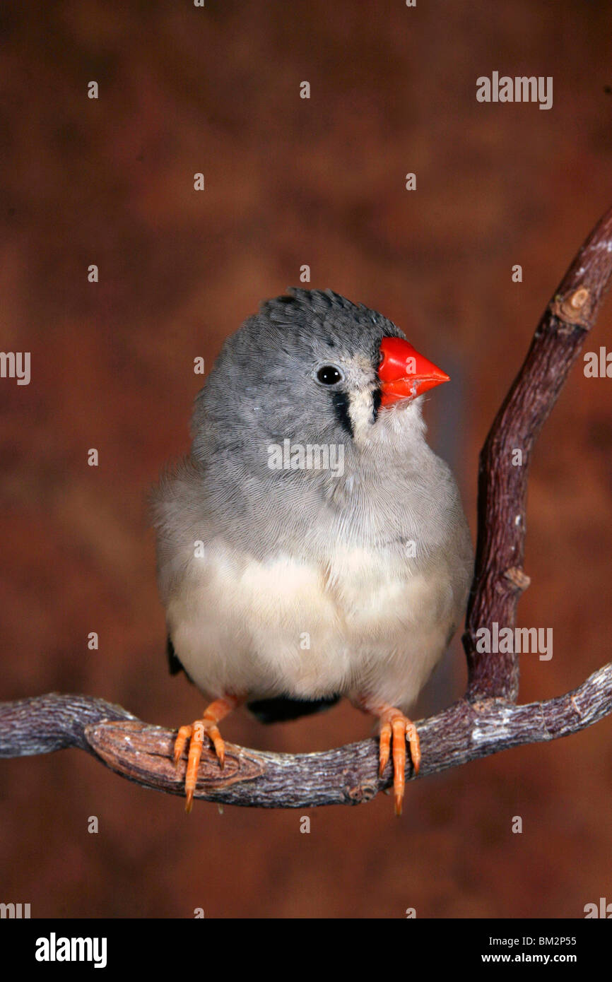 Zebrafink / Zebra Finch Stock Photo - Alamy