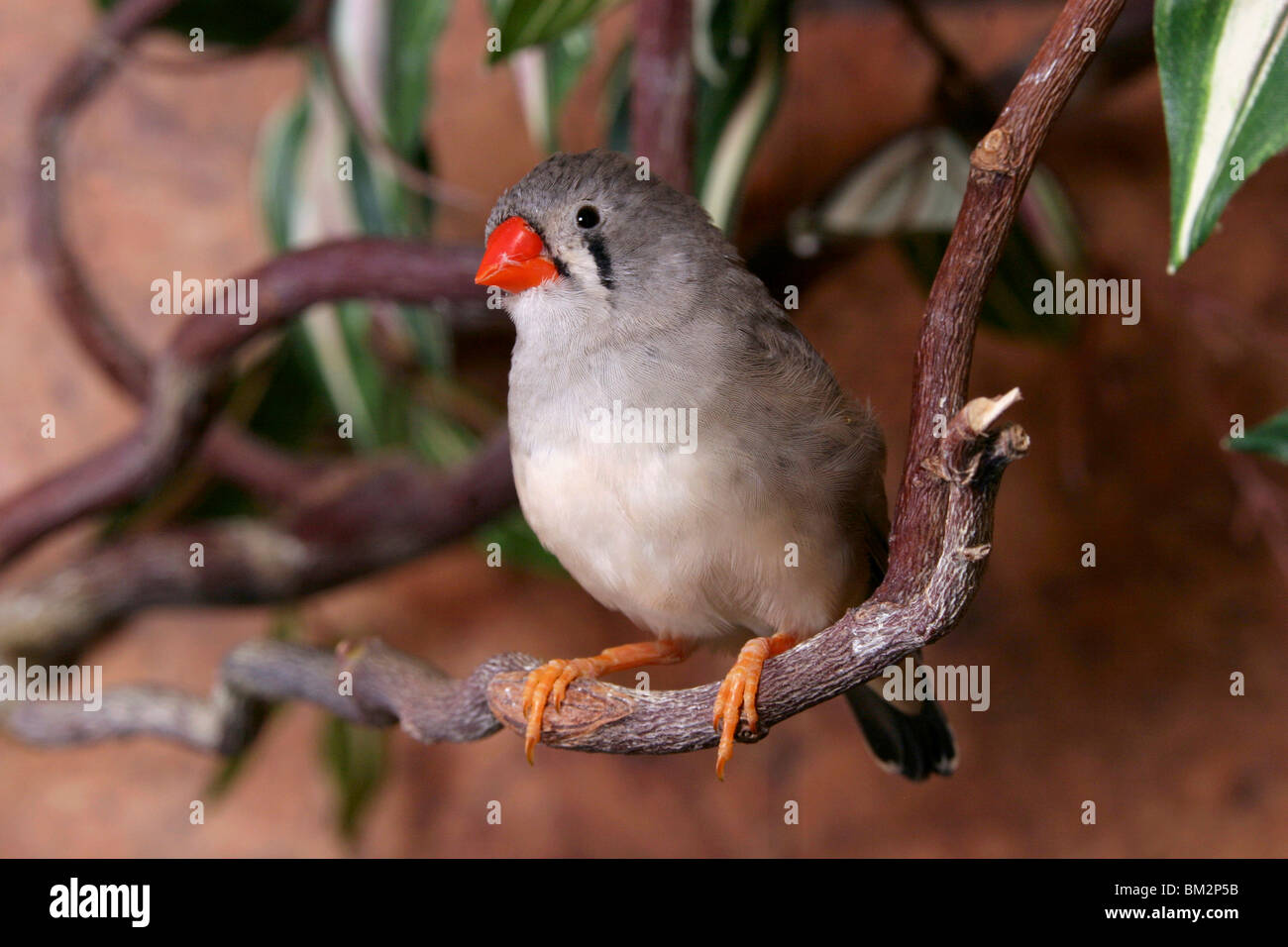 Zebrafink / Zebra Finch Stock Photo - Alamy