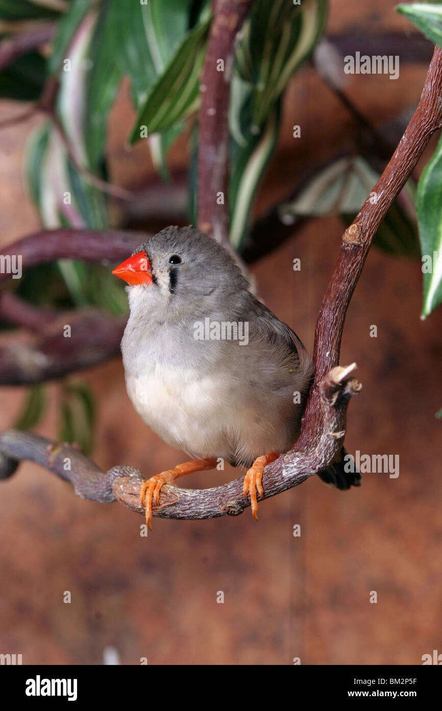 Zebra finches singing hi-res stock photography and images - Alamy