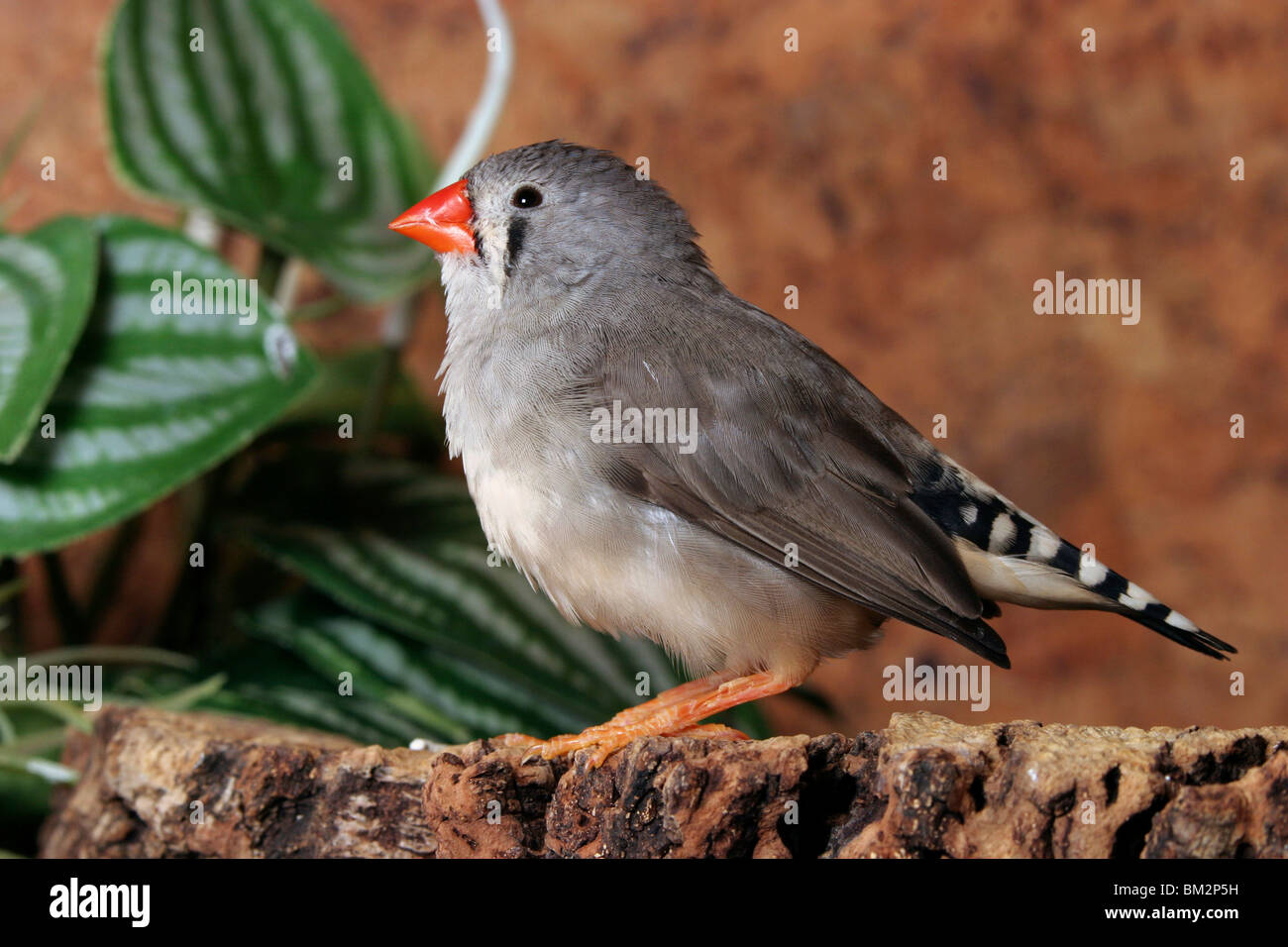 Zebrafink / Zebra Finch Stock Photo - Alamy