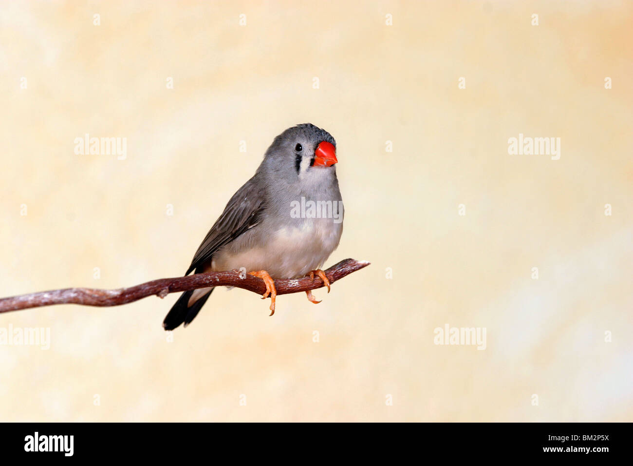 Zebrafink / Zebra Finch Stock Photo - Alamy