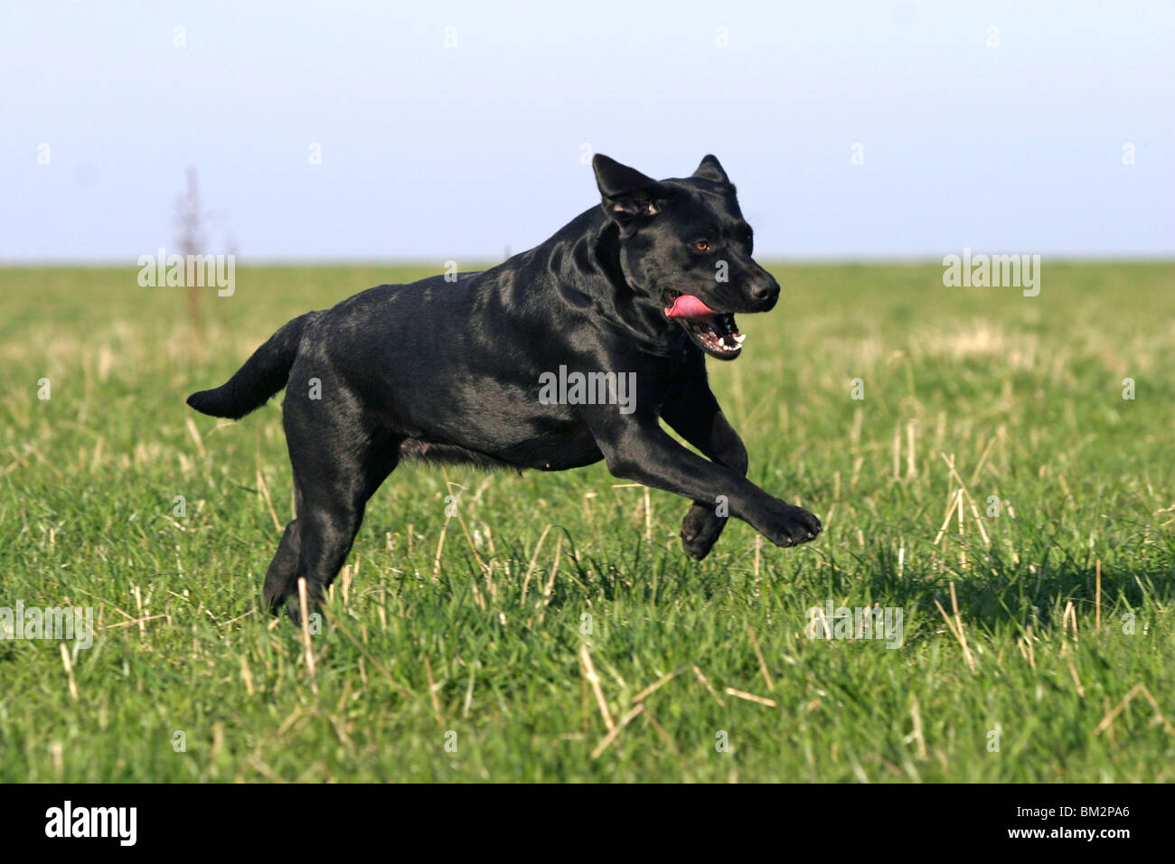 Labrador retriever hund jagdhund hi-res stock photography and images ...
