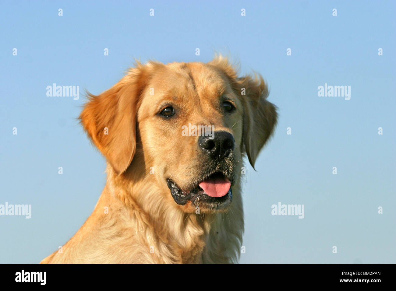 Golden Retriever Portrait Stock Photo - Alamy