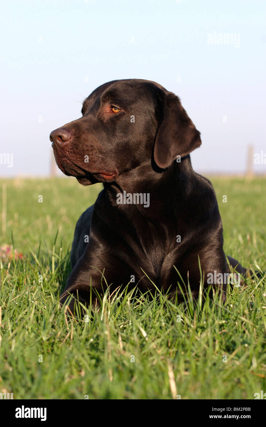 Labrador retriever hund jagdhund hi-res stock photography and images ...