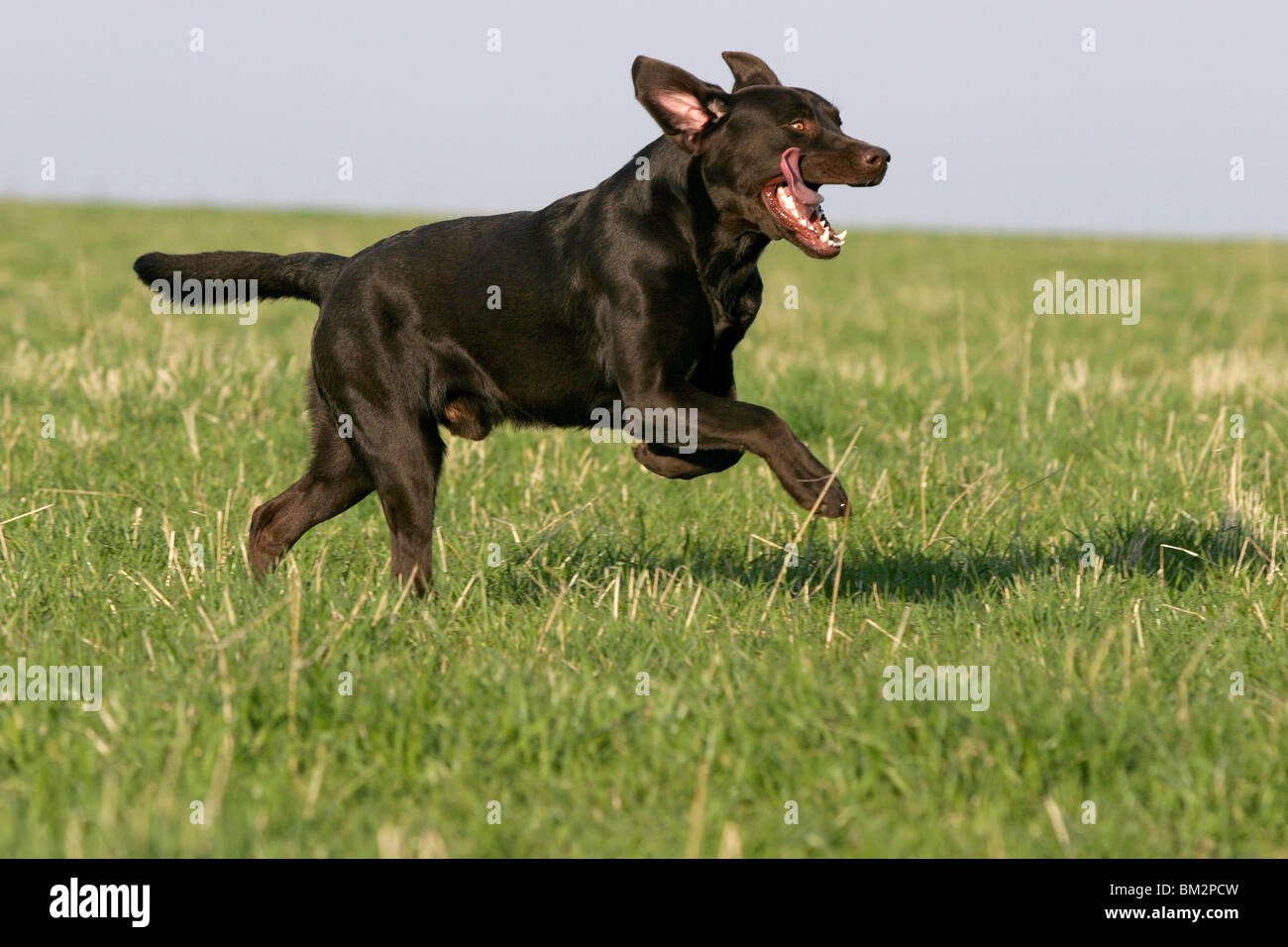 Labrador retriever hund jagdhund hi-res stock photography and images ...