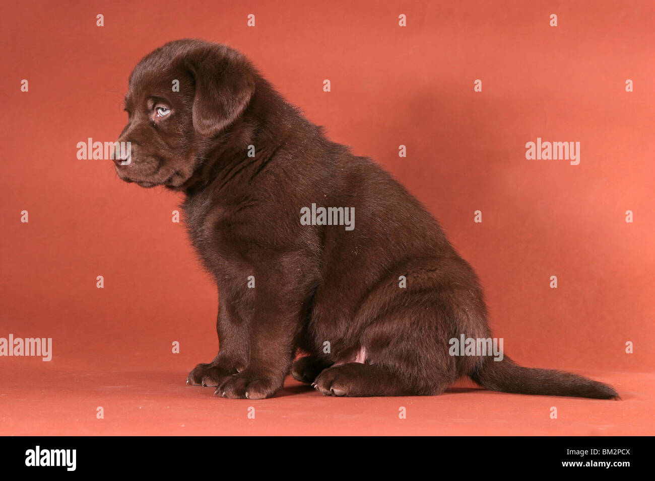 Labrador retriever hund jagdhund hi-res stock photography and images ...