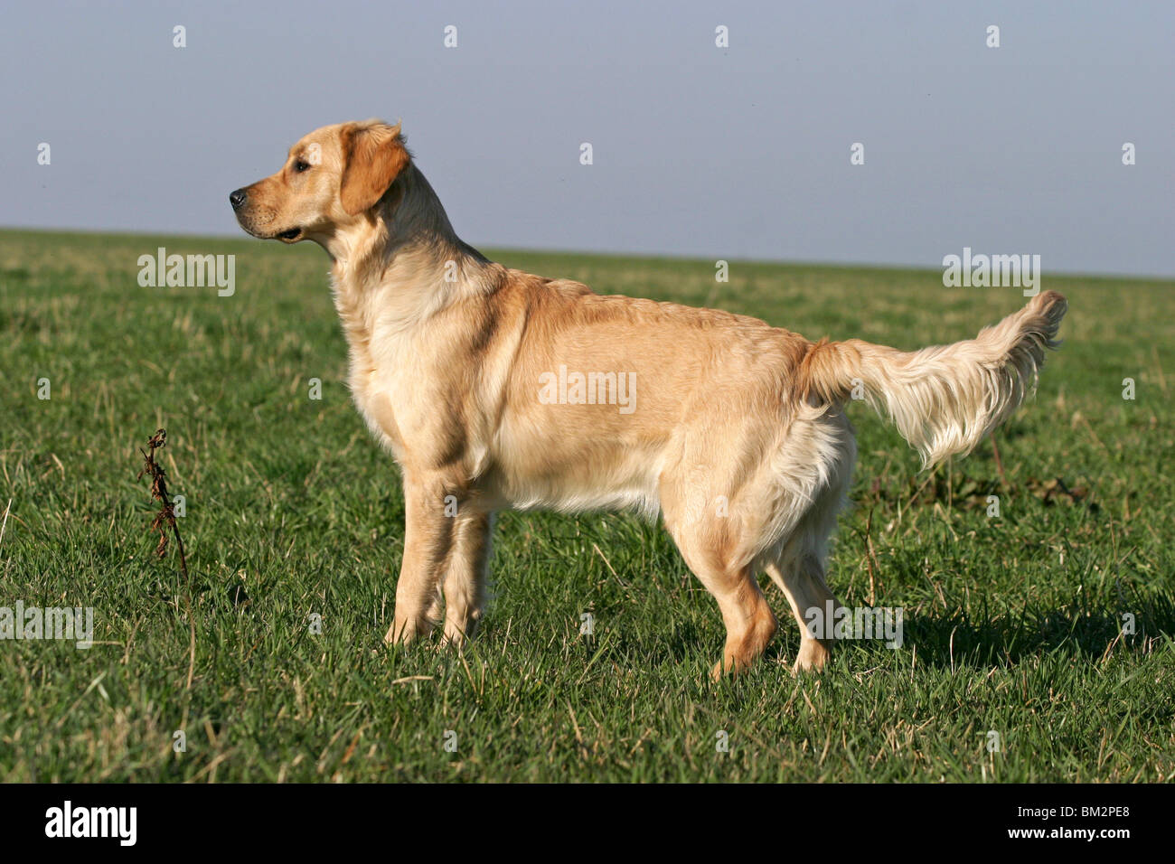 stehender / standing Golden Retriever Stock Photo - Alamy