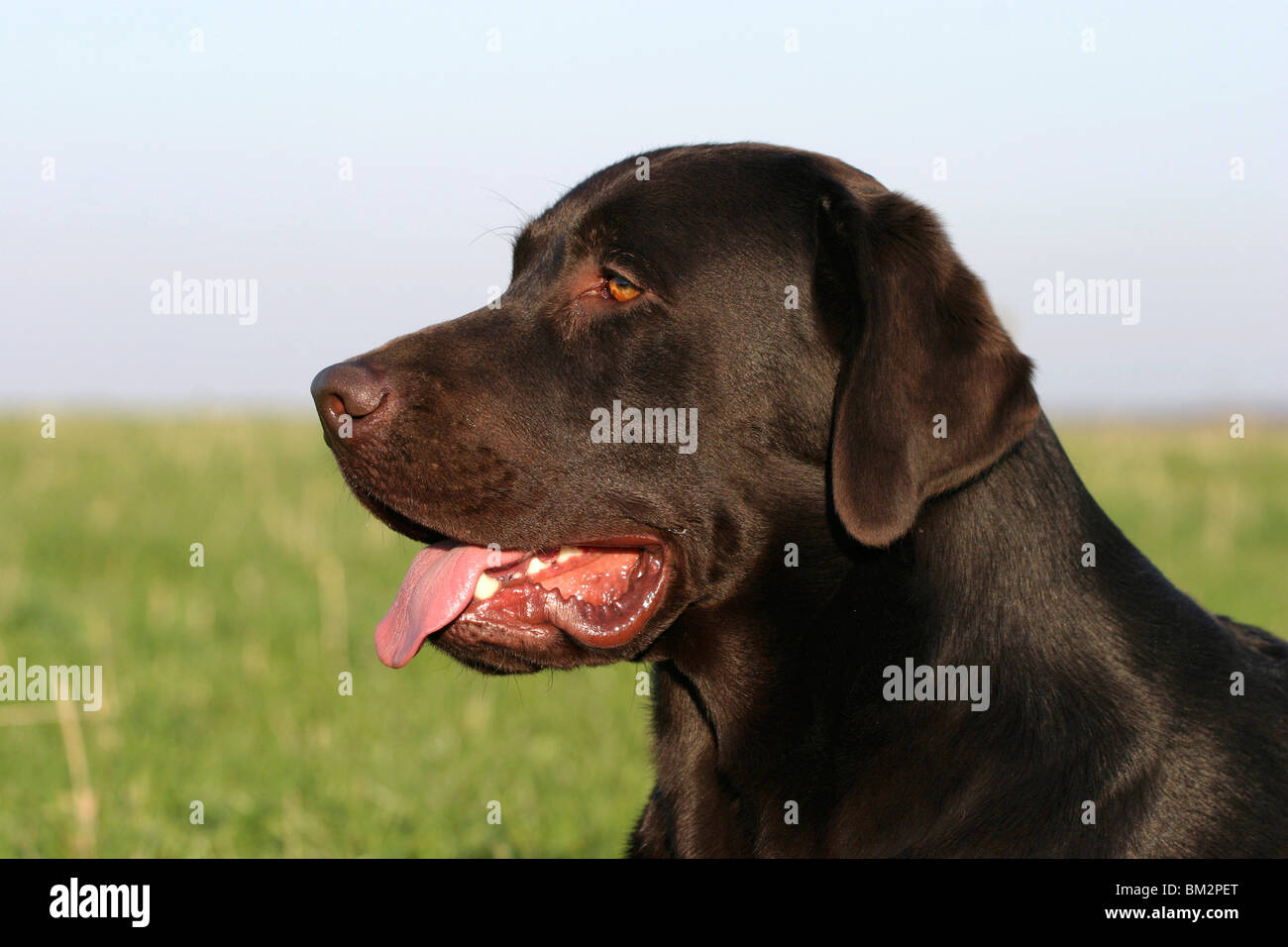 Labrador retriever hund jagdhund hi-res stock photography and images ...