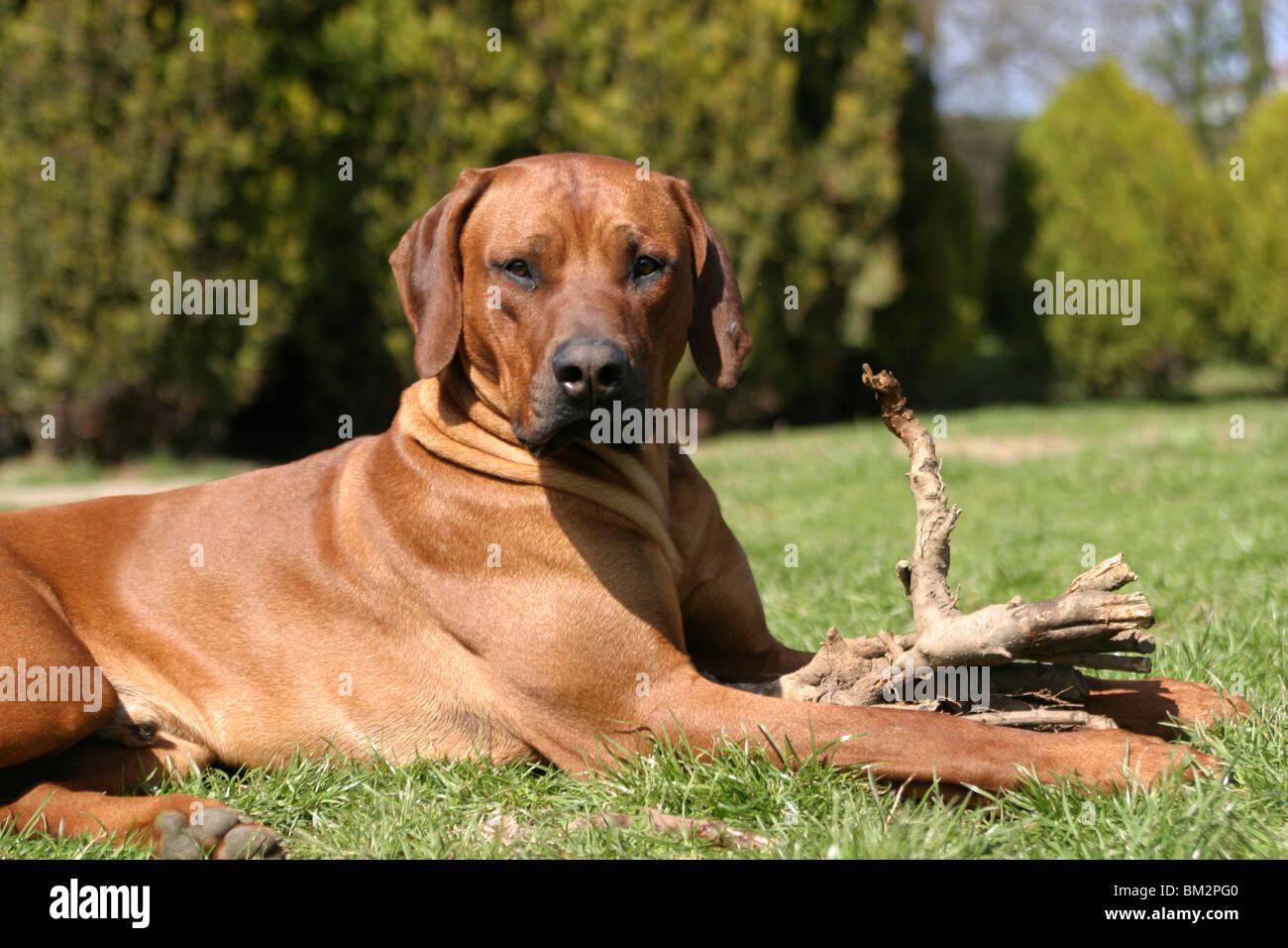 liegender / lying Rhodesian Ridgeback Stock Photo - Alamy