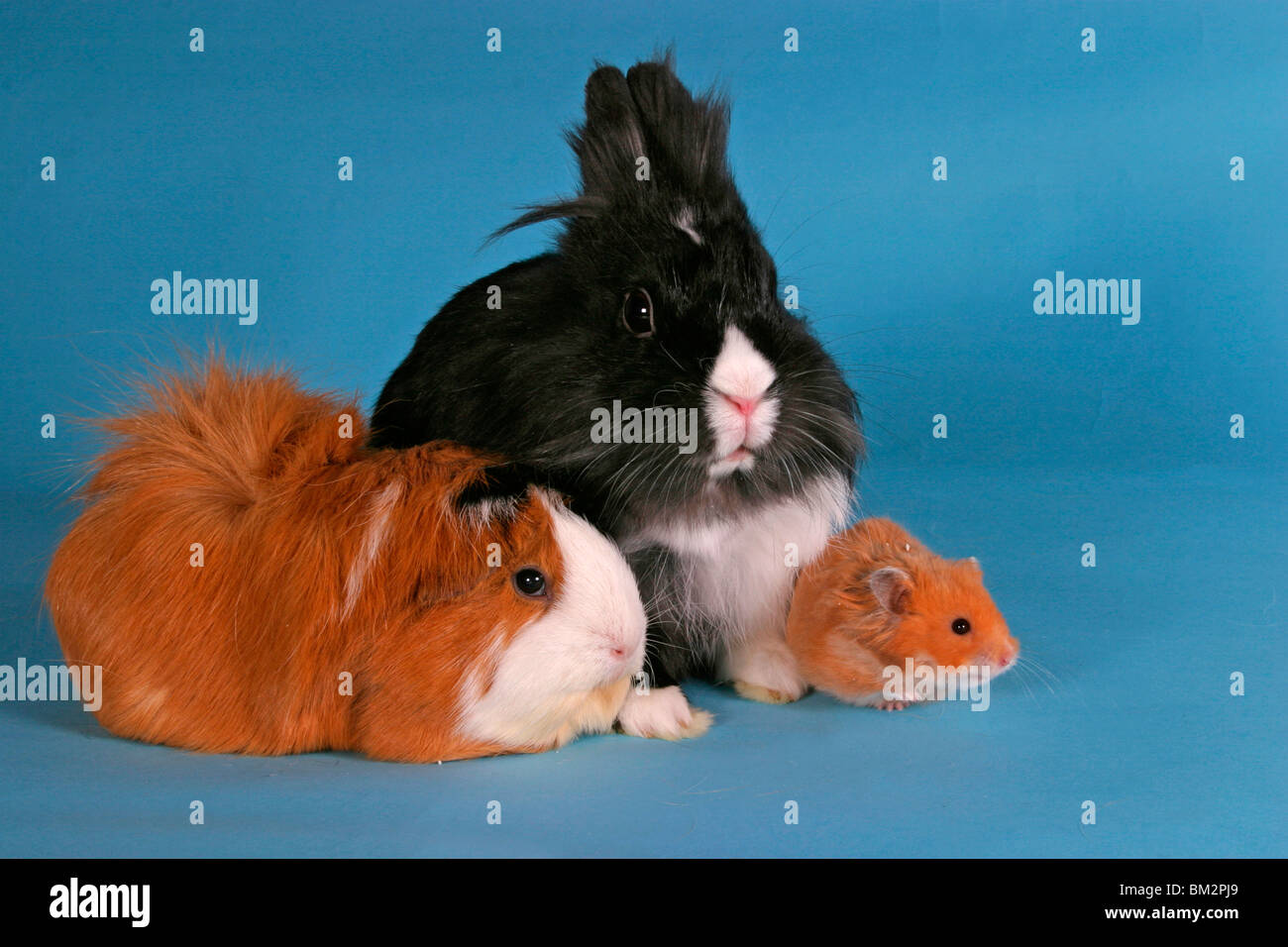 Hamster and bunny hi-res stock photography and images - Alamy