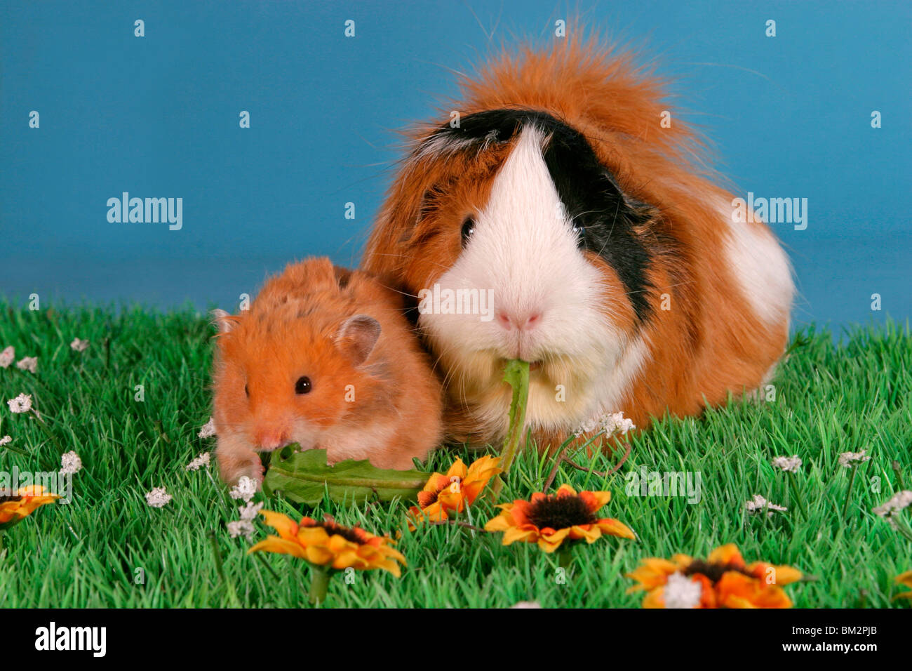 Rosettenmeerschwein & Hamster / guinea pig & hamster Stock Photo - Alamy