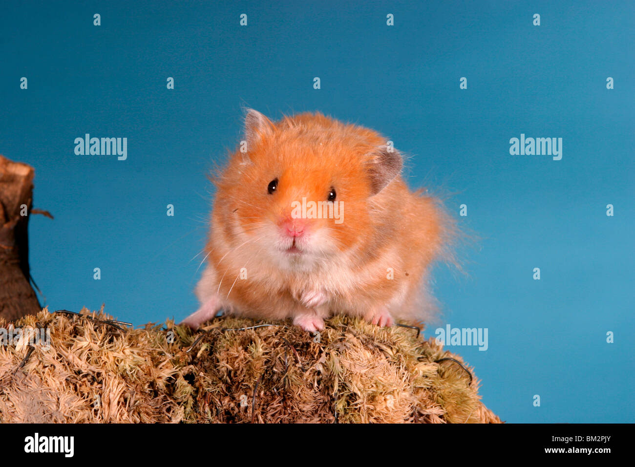 Teddyhamster / hamster Stock Photo - Alamy
